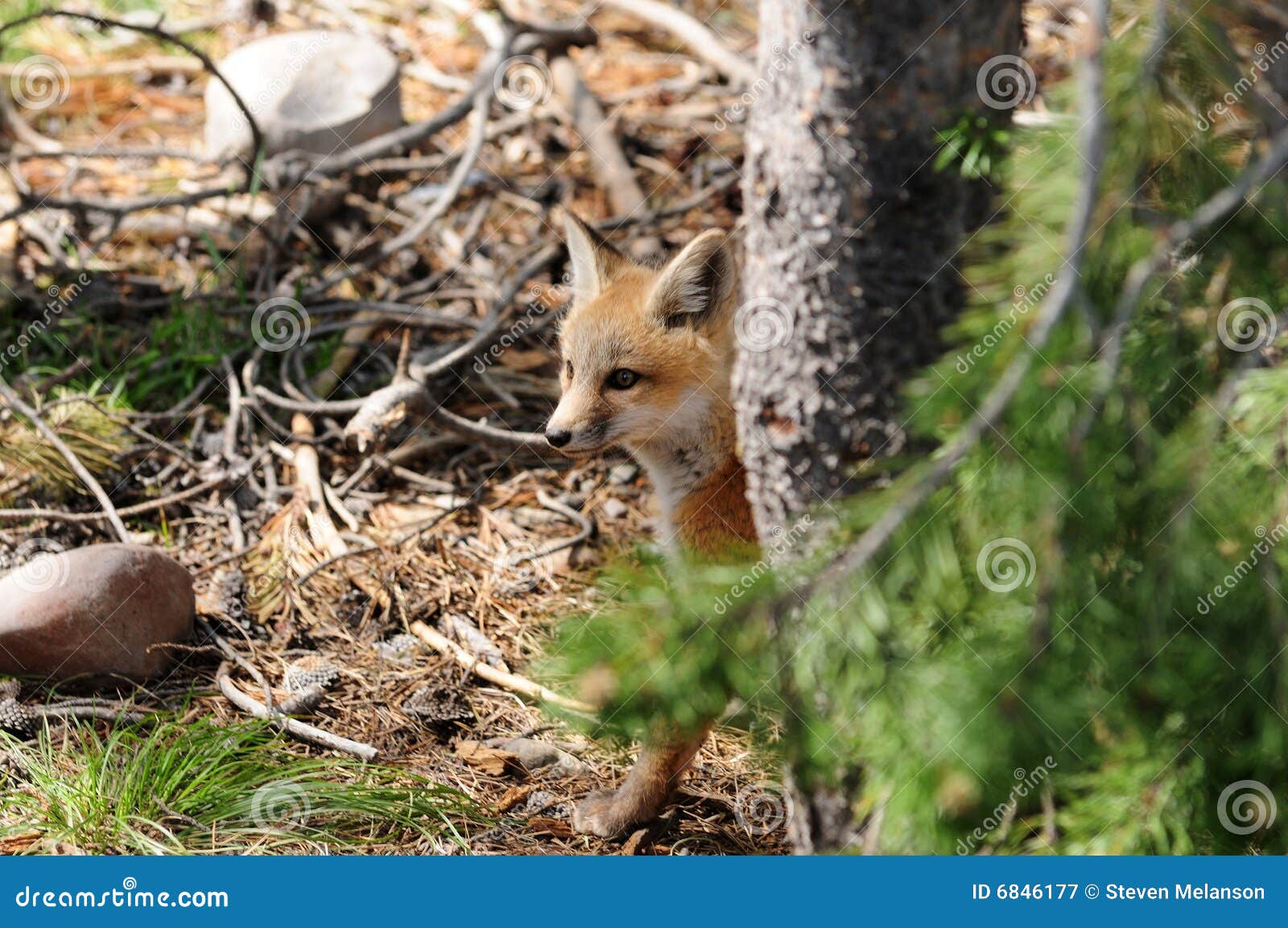 Baby Fox Hiding Behind Tree Picture. Image: 6846177