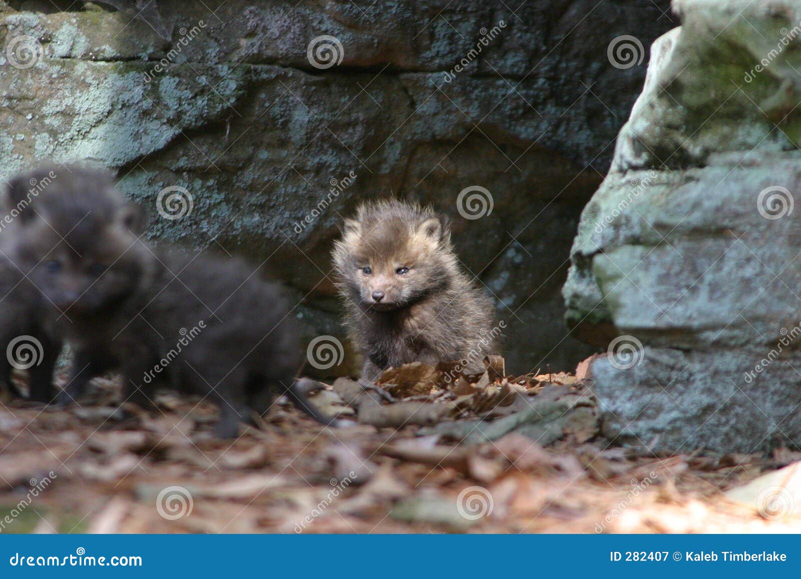 Baby fox infront of den stock image. Image of baby, national - 282407