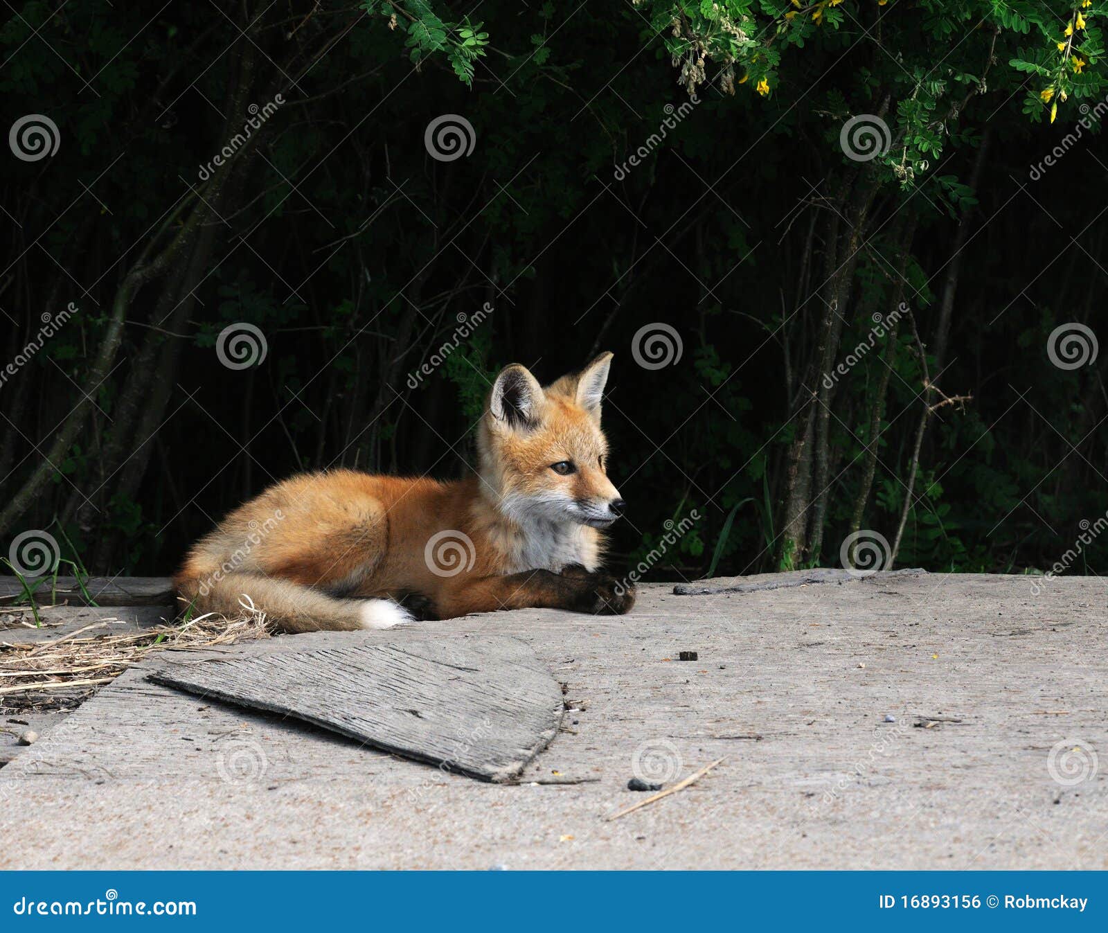 Baby Fox Kits near den stock photo. Image of woodpile - 16893156
