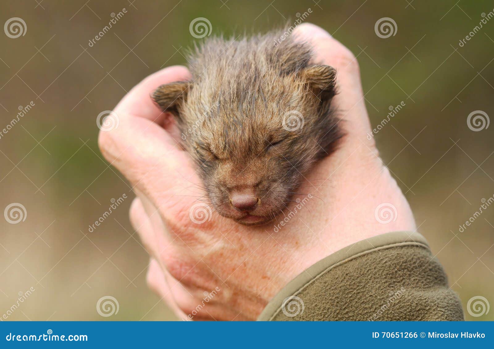 Baby fox saved stock photo. Image of small, hand, mammal - 70651266