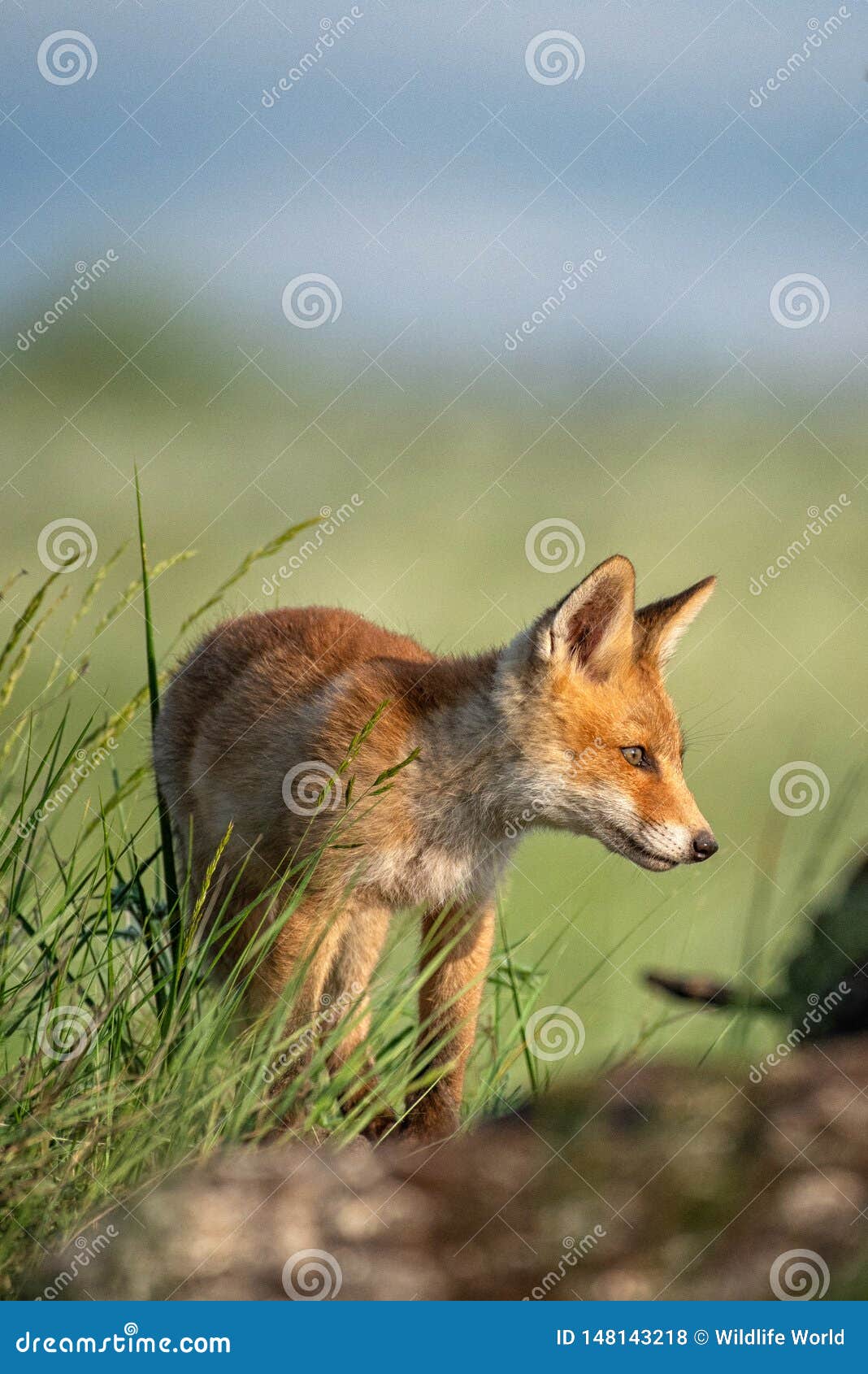 Baby Fox. Young Red Fox in Grass Near His Hole Stock Photo - Image of ...