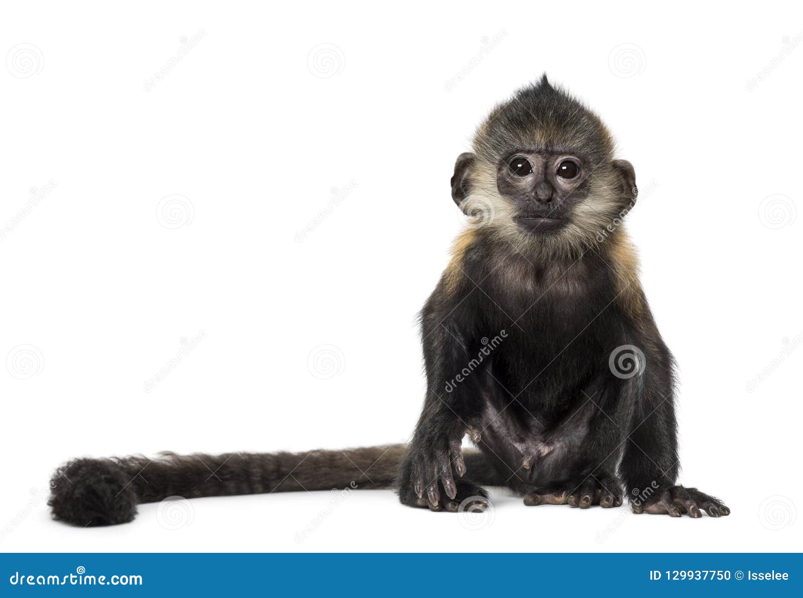Baby Francois Langur 4 Months Stock Photo - Image of looking, danger ...