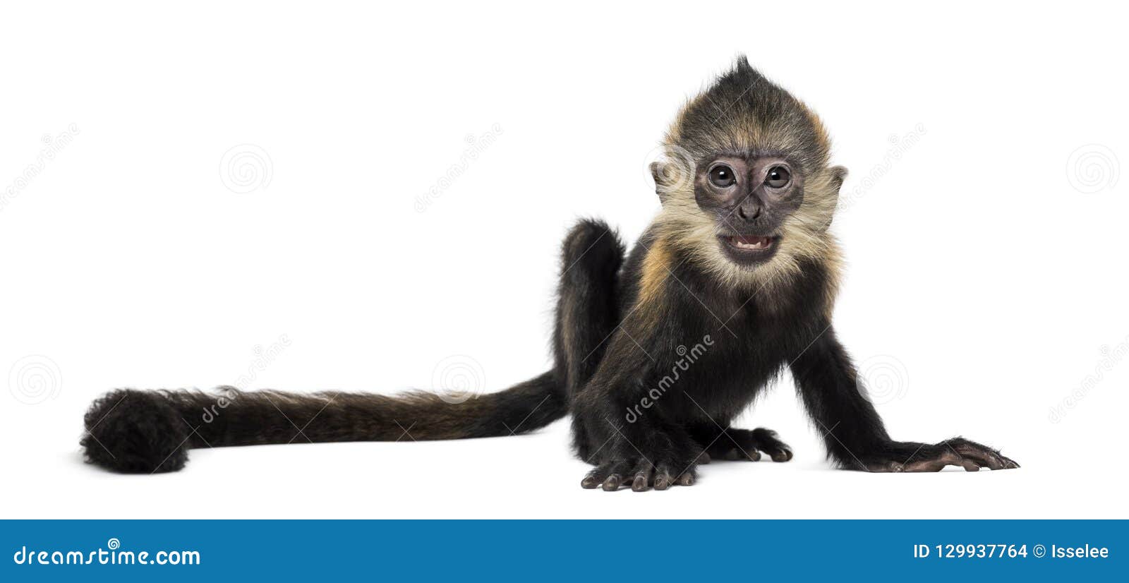 Baby Francois Langur 4 Months Stock Photo - Image of keywords, wildlife ...
