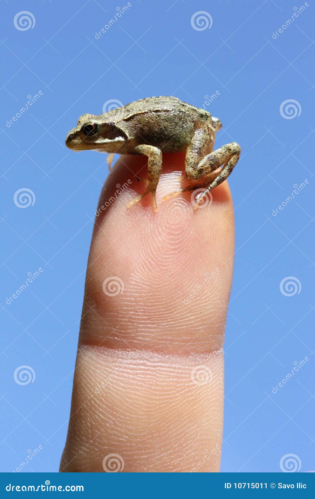 Baby frog stock image. Image of skin, detail, tiny, baby - 10715011