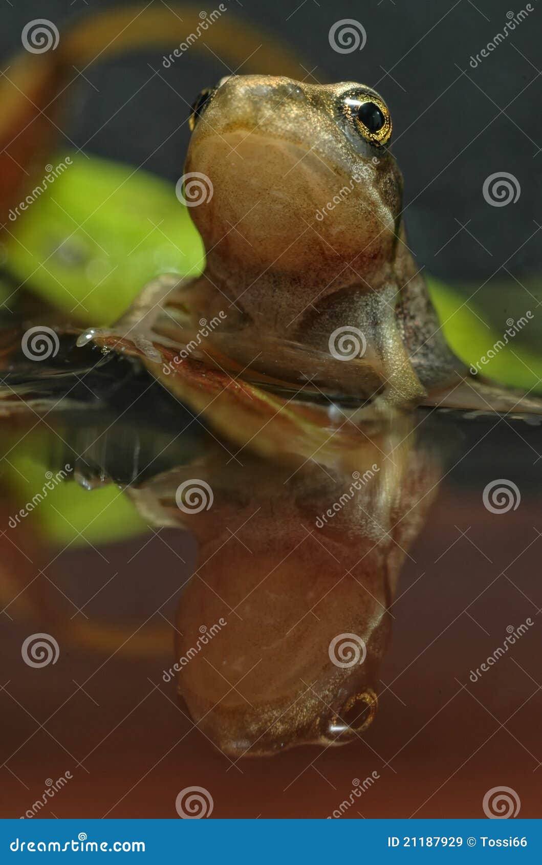 Baby frog stock image. Image of behavior, mirror, prince - 21187929