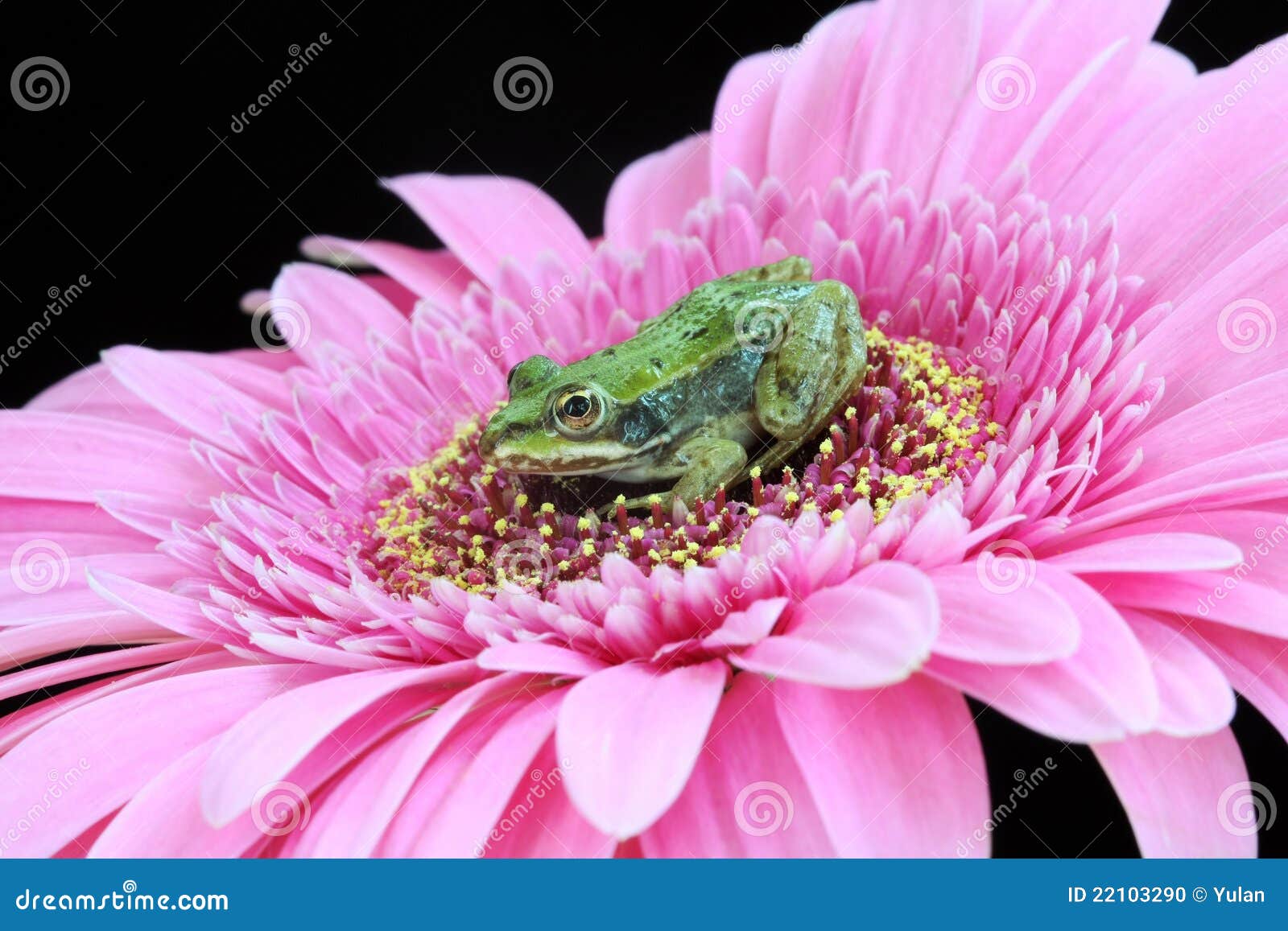 Baby frog stock photo. Image of tadpole, flora, early - 22103290