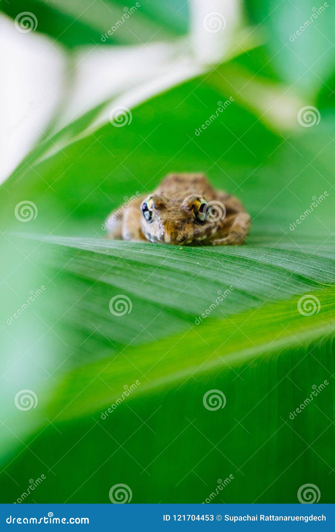 Baby frog stock image. Image of color, environment, sitting - 121704453
