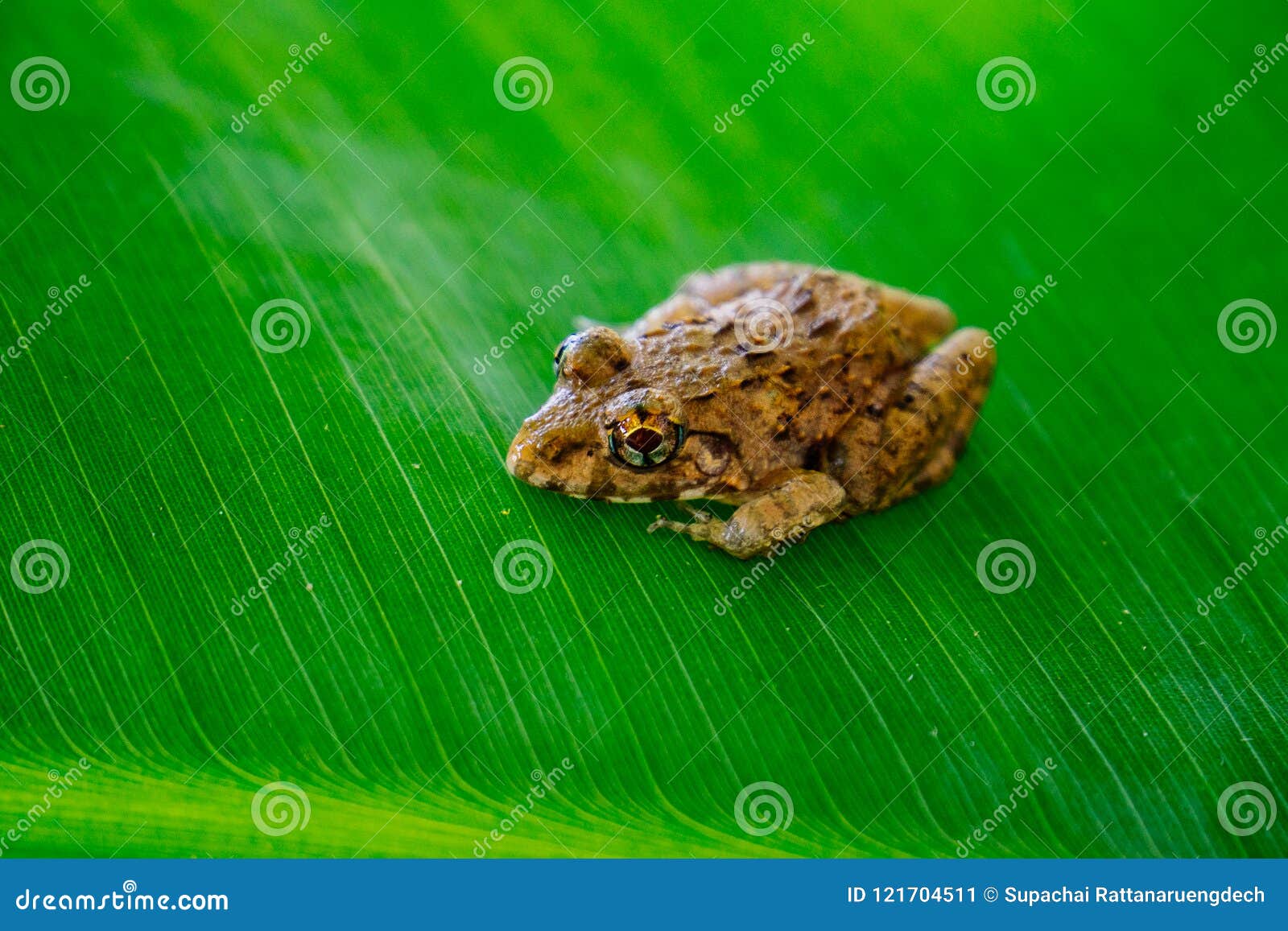 Baby frog stock image. Image of scale, nature, fauna - 121704511