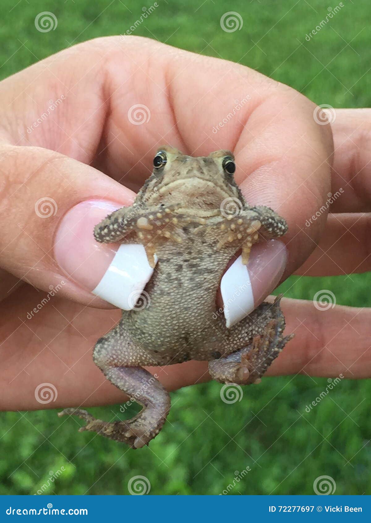 Baby Frog stock image. Image of frog, baby, held, hand - 72277697