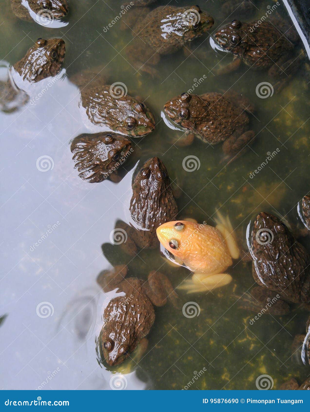 Baby frog in my farm. stock photo. Image of natural, white - 95876690