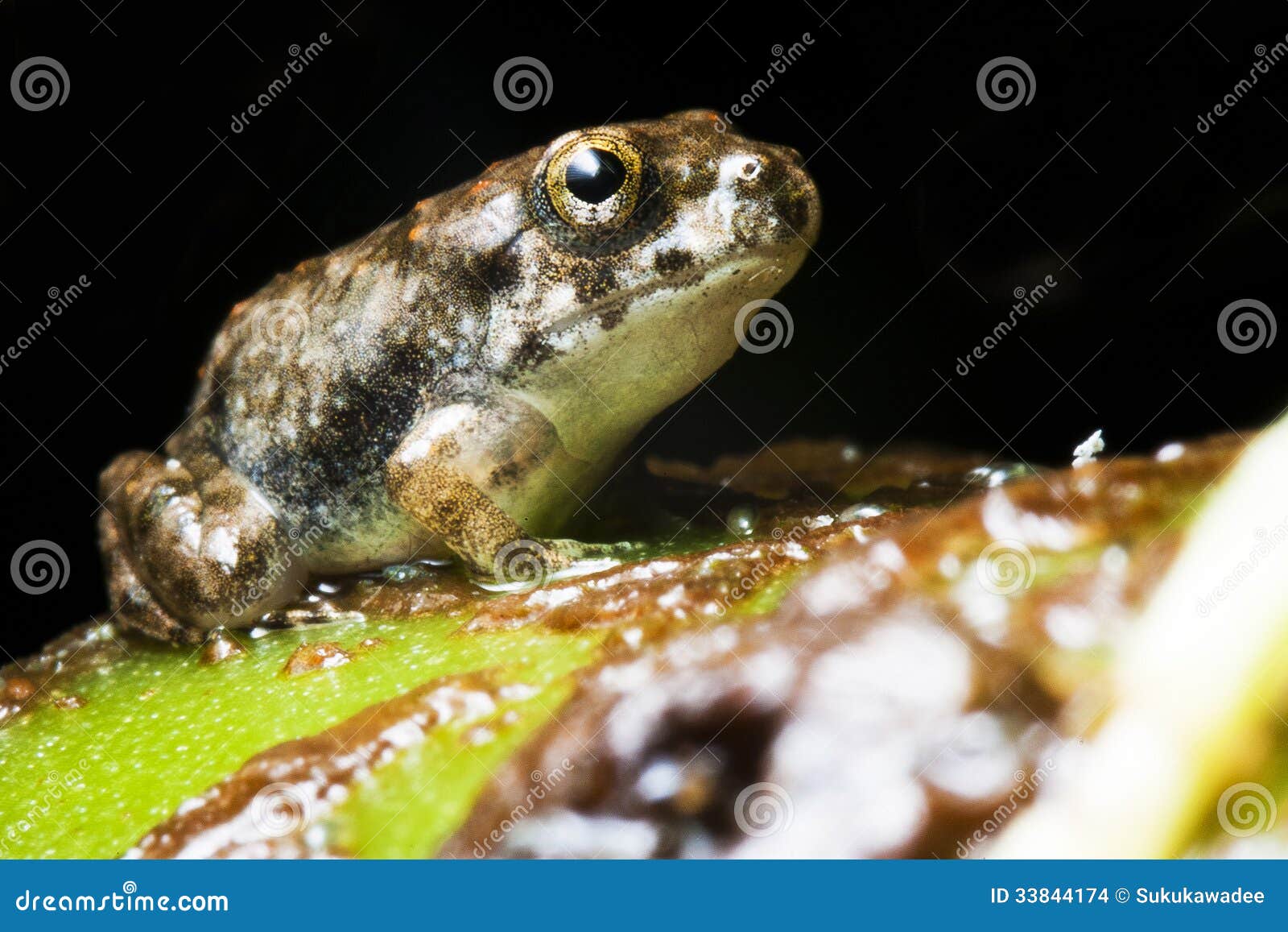 Baby frog stock photo. Image of climate, animals, amphibians - 33844174