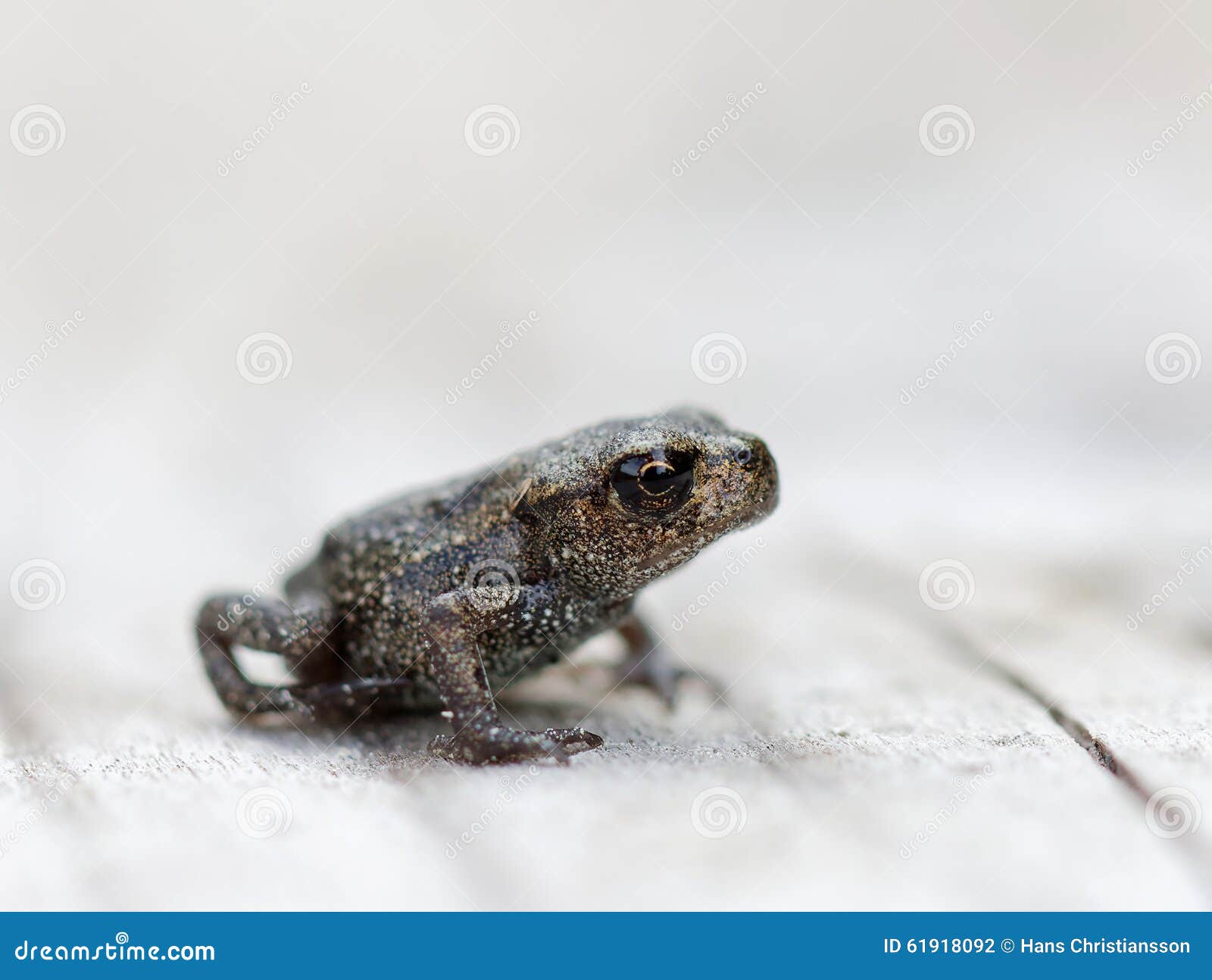 Baby frog side view stock photo. Image of baby, small - 61918092
