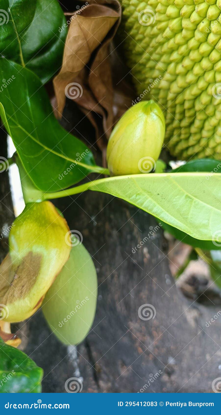 Baby Fruit, Jackfruit, Flower Jackfruit, Green Stock Image - Image of ...