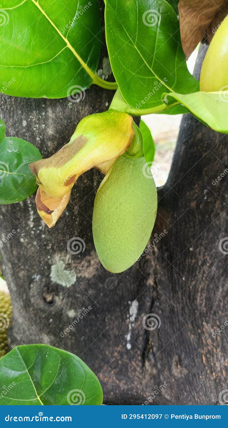 Baby Fruit, Jackfruit, Flower Jackfruit, Green Stock Image - Image of ...