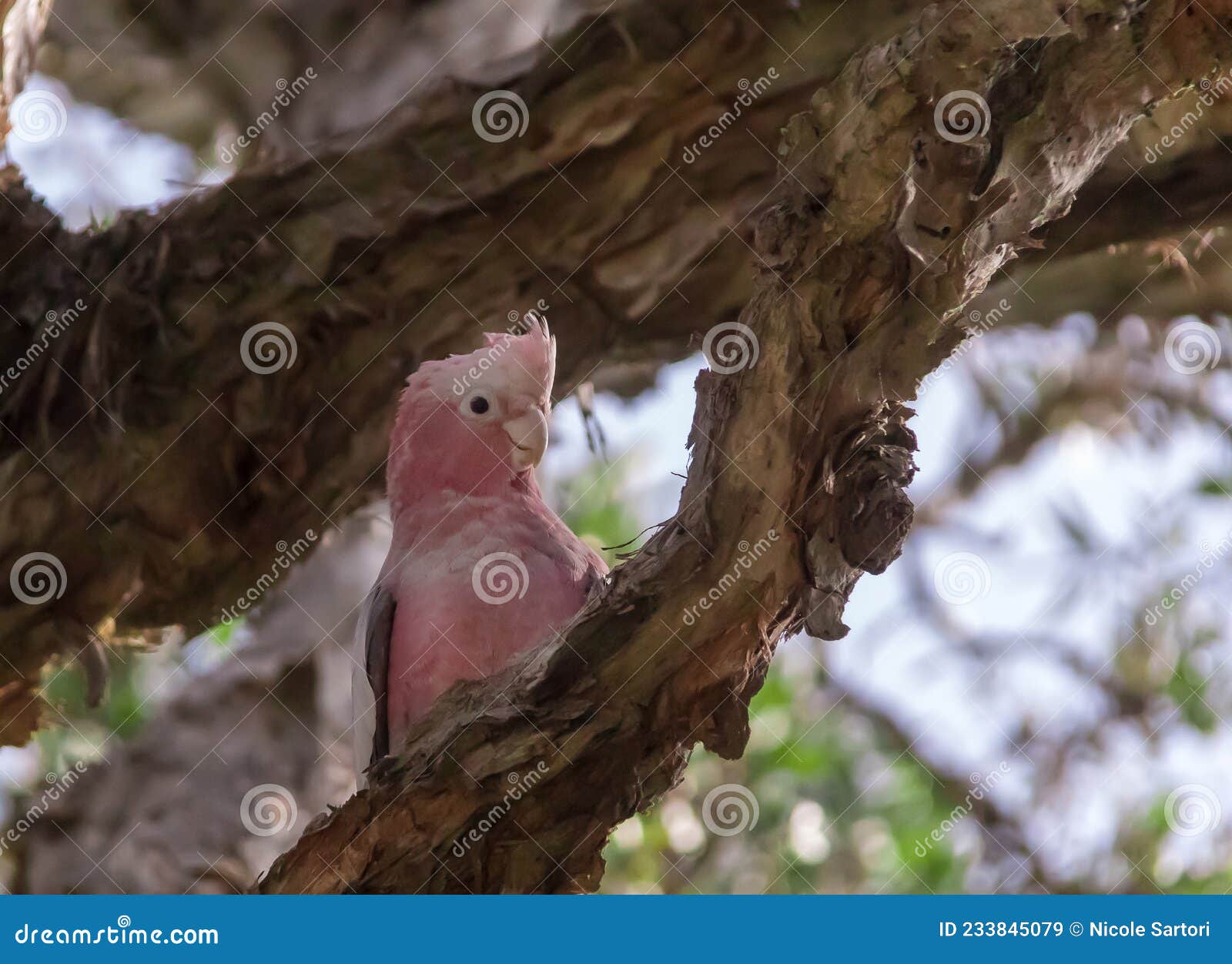 Baby galah in the tree stock image. Image of flower - 233845079