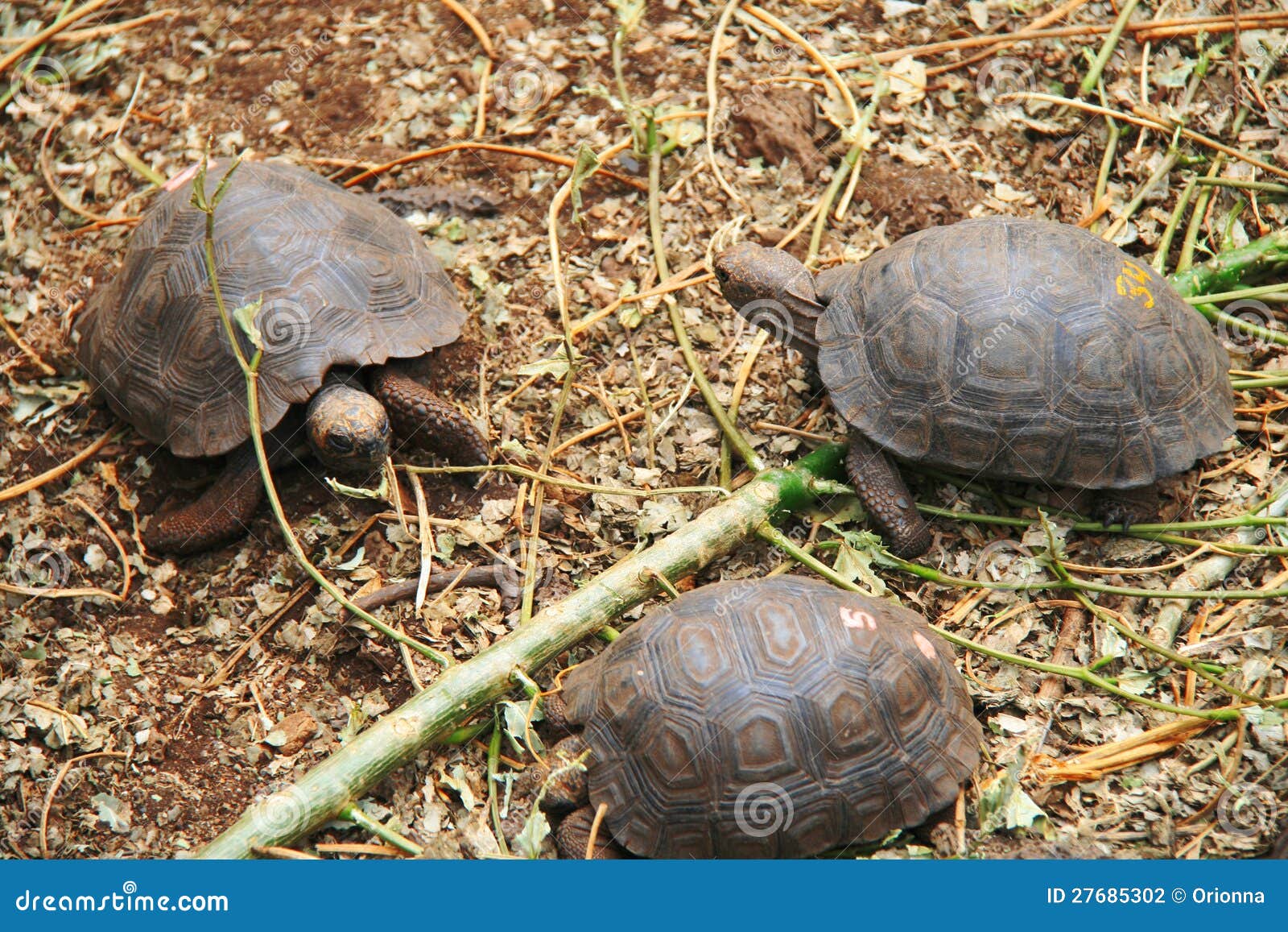 Baby Galapagos Tortoises stock photo. Image of slow, protected - 27685302