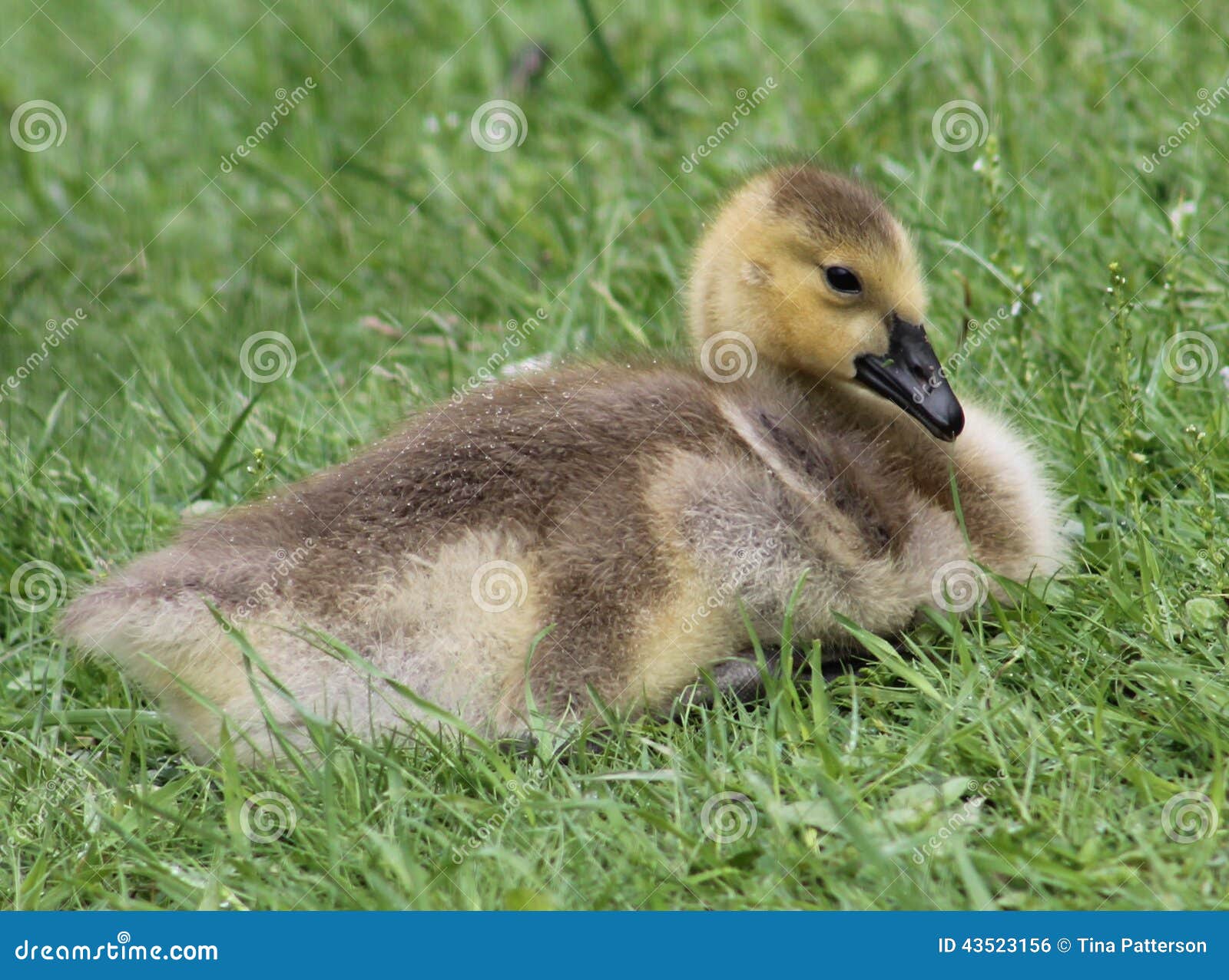 Baby-Gans stockfoto. Bild von entspannen, schätzchen - 43523156