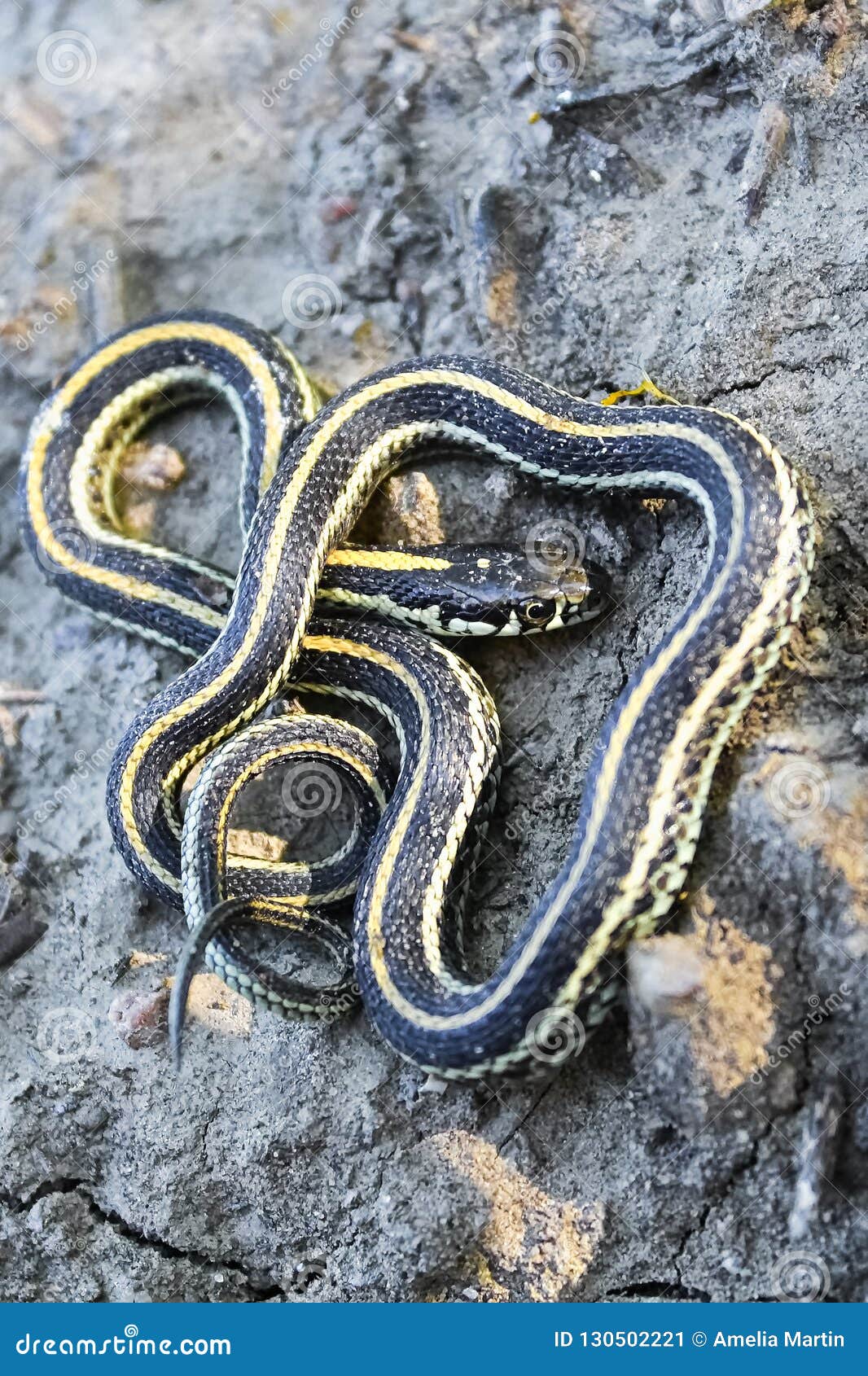 Baby Black And Yellow Striped Snake