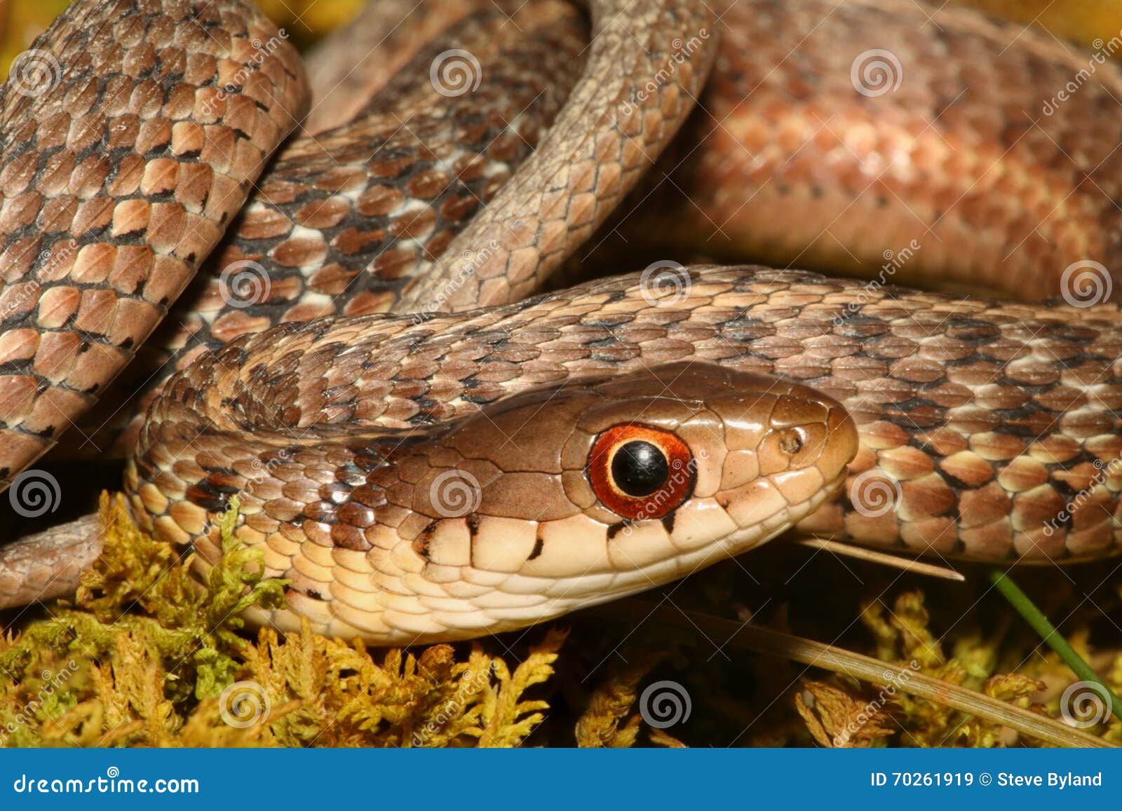 Baby Garter Snake (Thamnophis Sirtalis) Stock Image - Image of wild ...