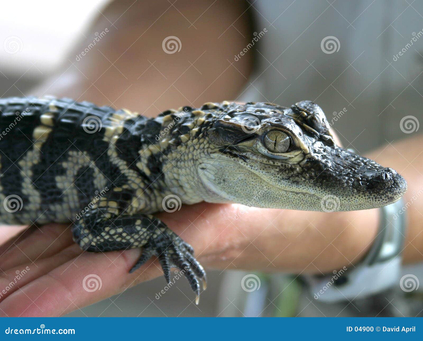 Baby Gator stock photo. Image of alligator, reptile, claws - 4900