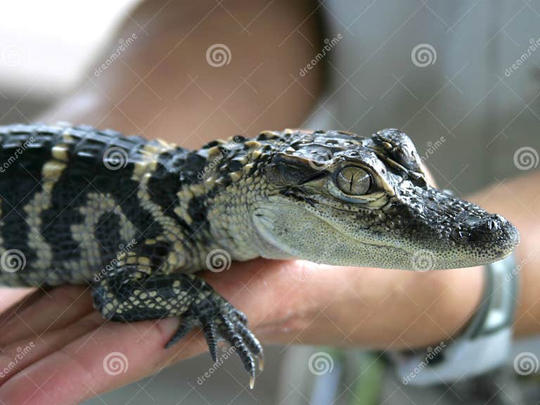 Baby Gator stock photo. Image of alligator, reptile, claws - 4900