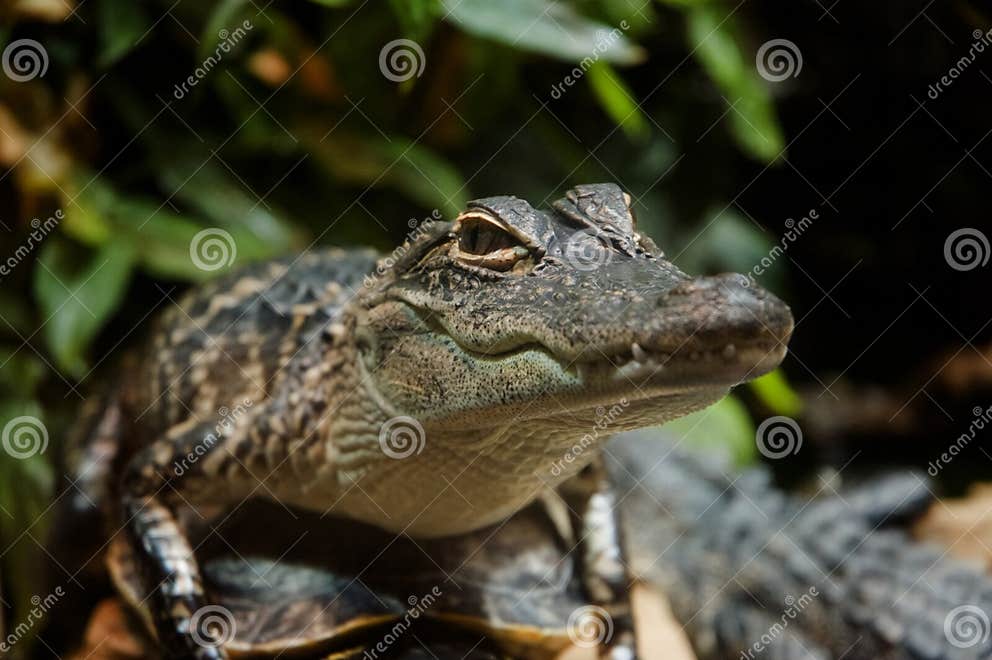 Baby Gator stock image. Image of reptile, everglades - 10506997