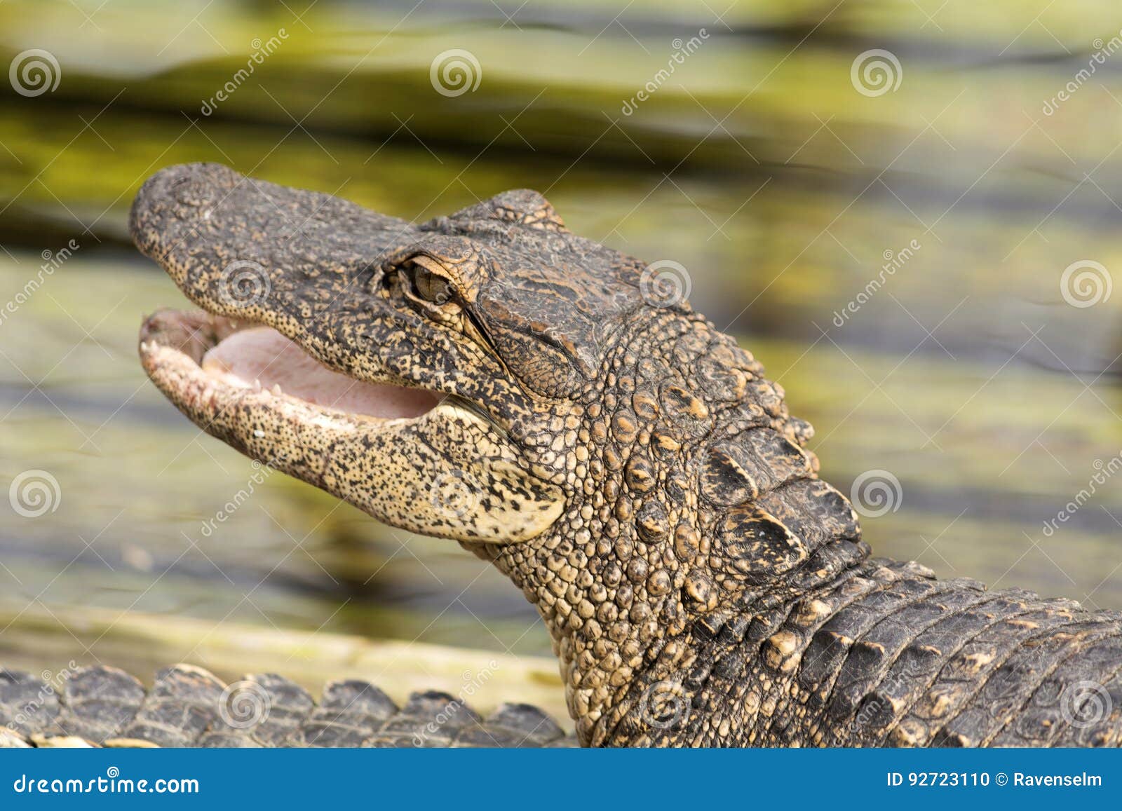 The Baby Gator Bravely Moves Around The Banks Of The Marsh Waterway ...