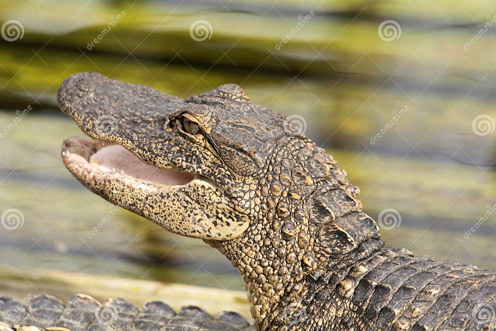 Baby Gator stock photo. Image of baby, teeth, outdoors - 92723110