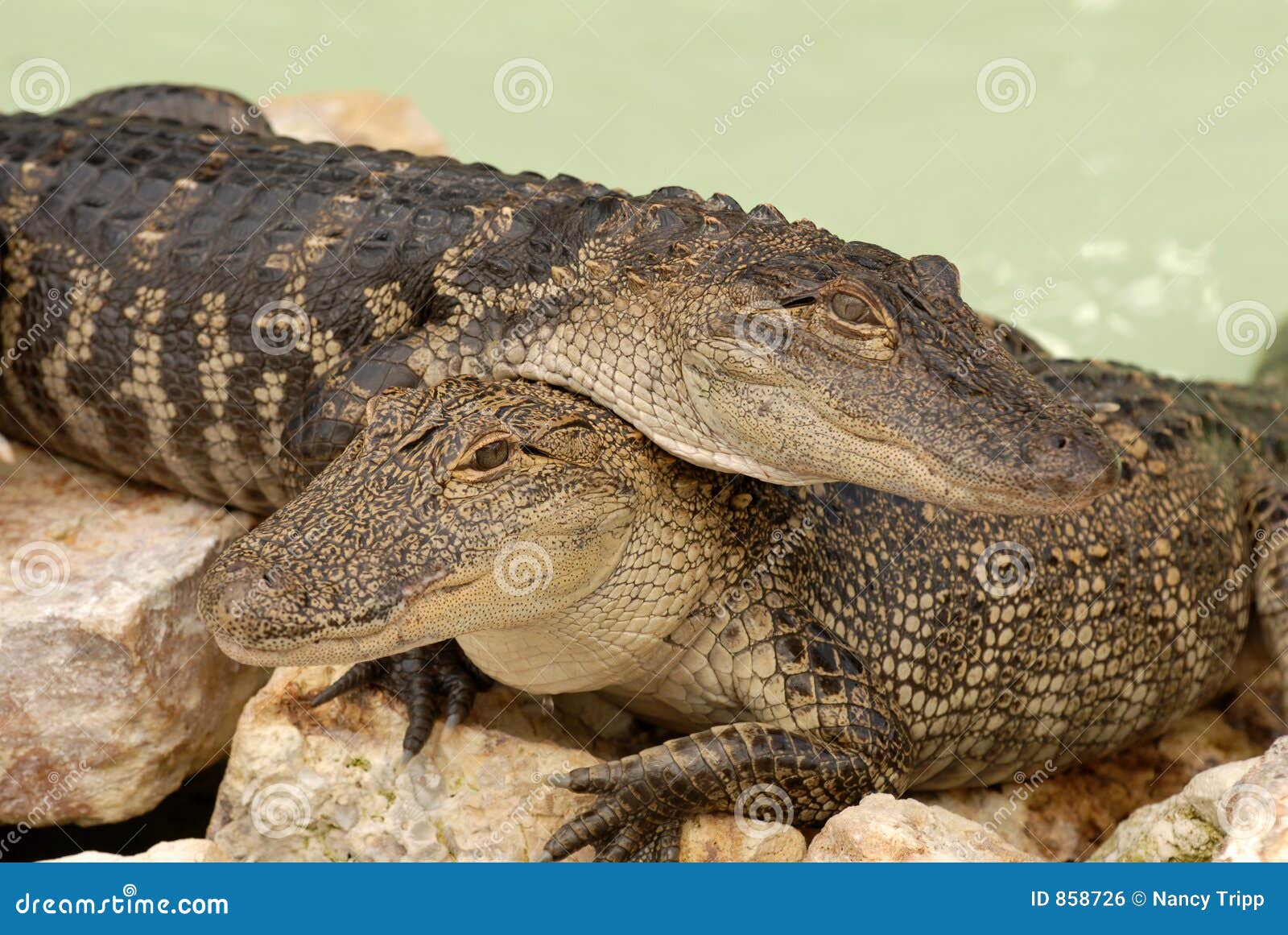 Baby Gators stock photo. Image of florida, animal, gator - 858726