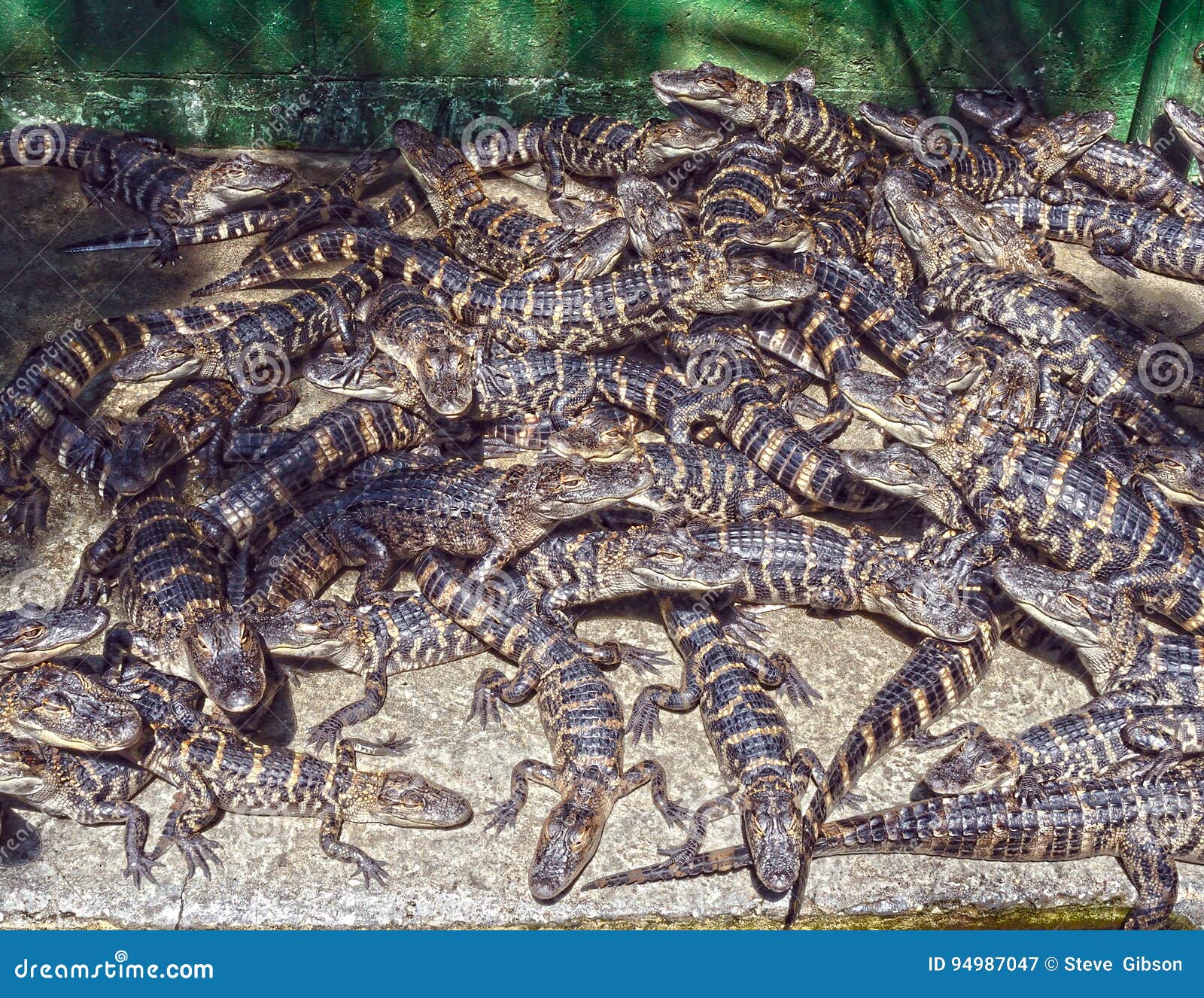 Baby Gators stock image. Image of gators, alligator, florida - 94987047