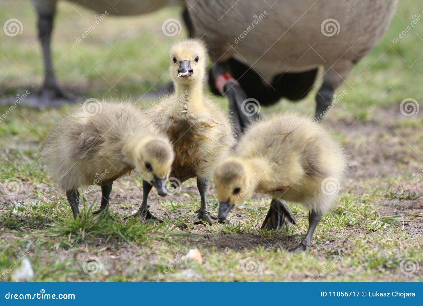 Baby geese stock image. Image of geese, bird, baby, nature - 11056717