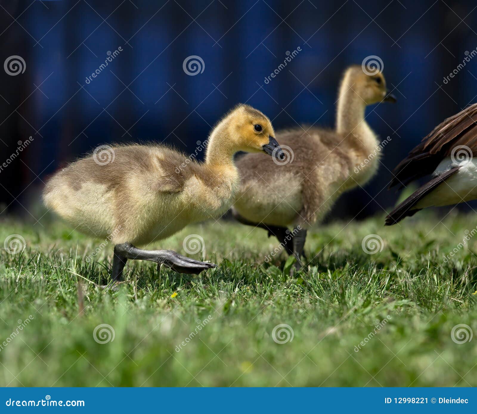 Baby geese stock image. Image of season, nature, leader - 12998221