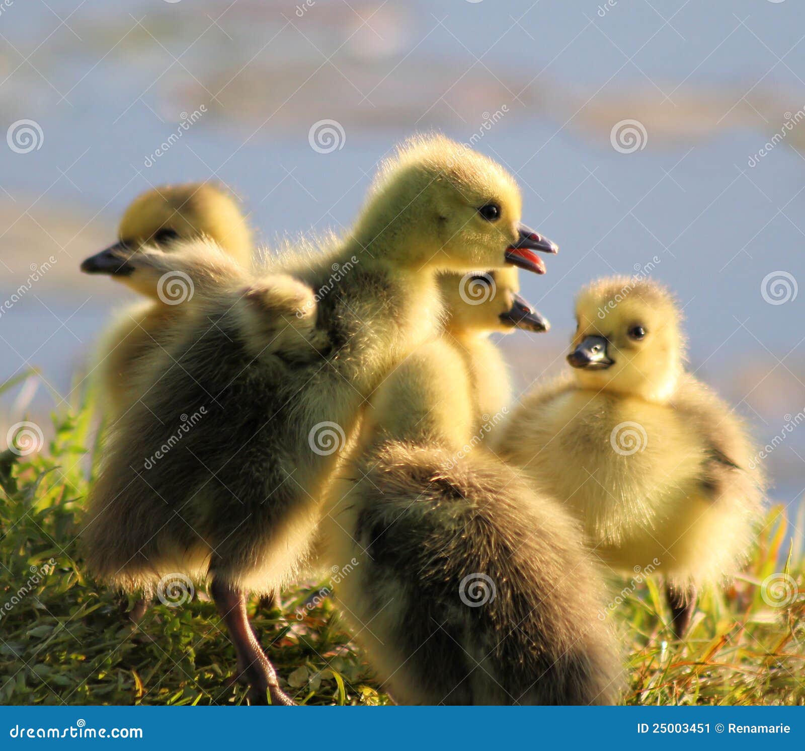 Baby Geese stock image. Image of baby, group, babies - 25003451