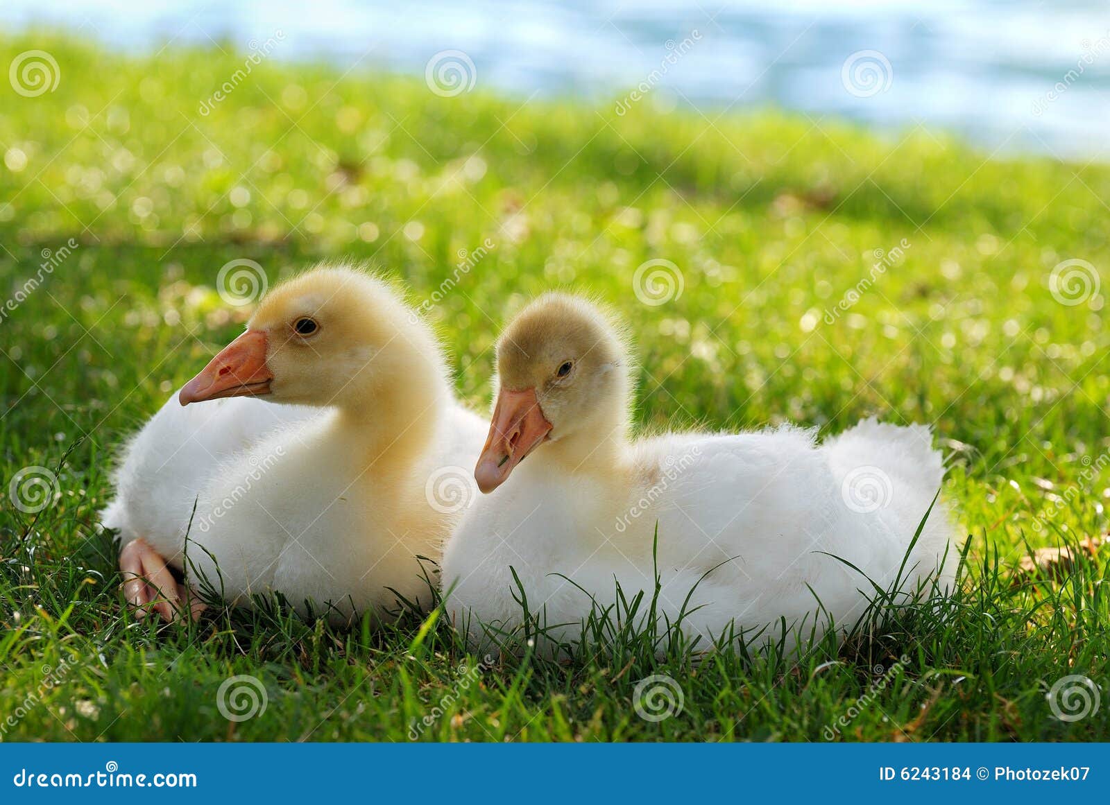 Baby geese stock photo. Image of bird, fowl, white, poultry - 6243184