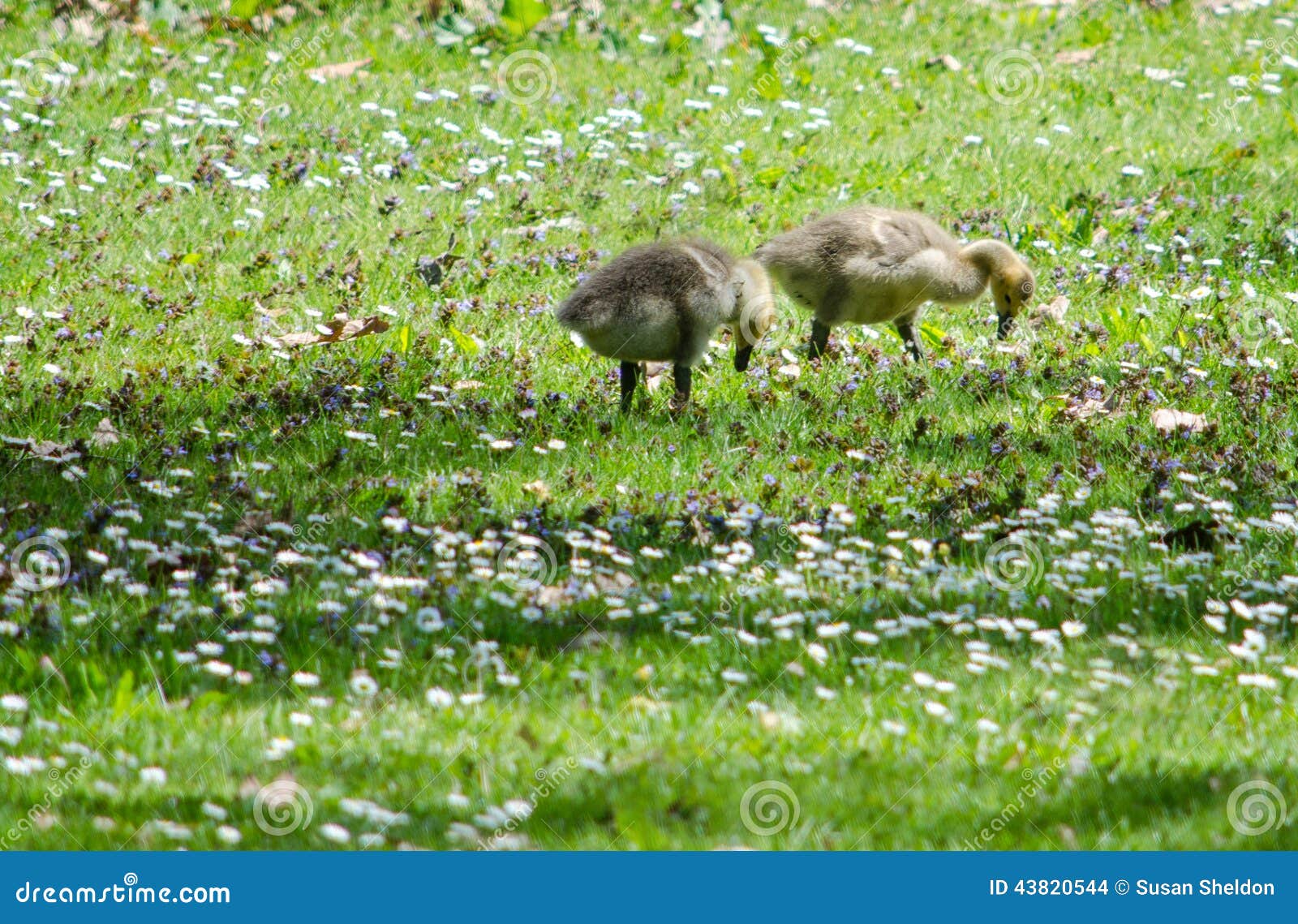 Baby geese in dasies stock photo. Image of wild, goslings - 43820544