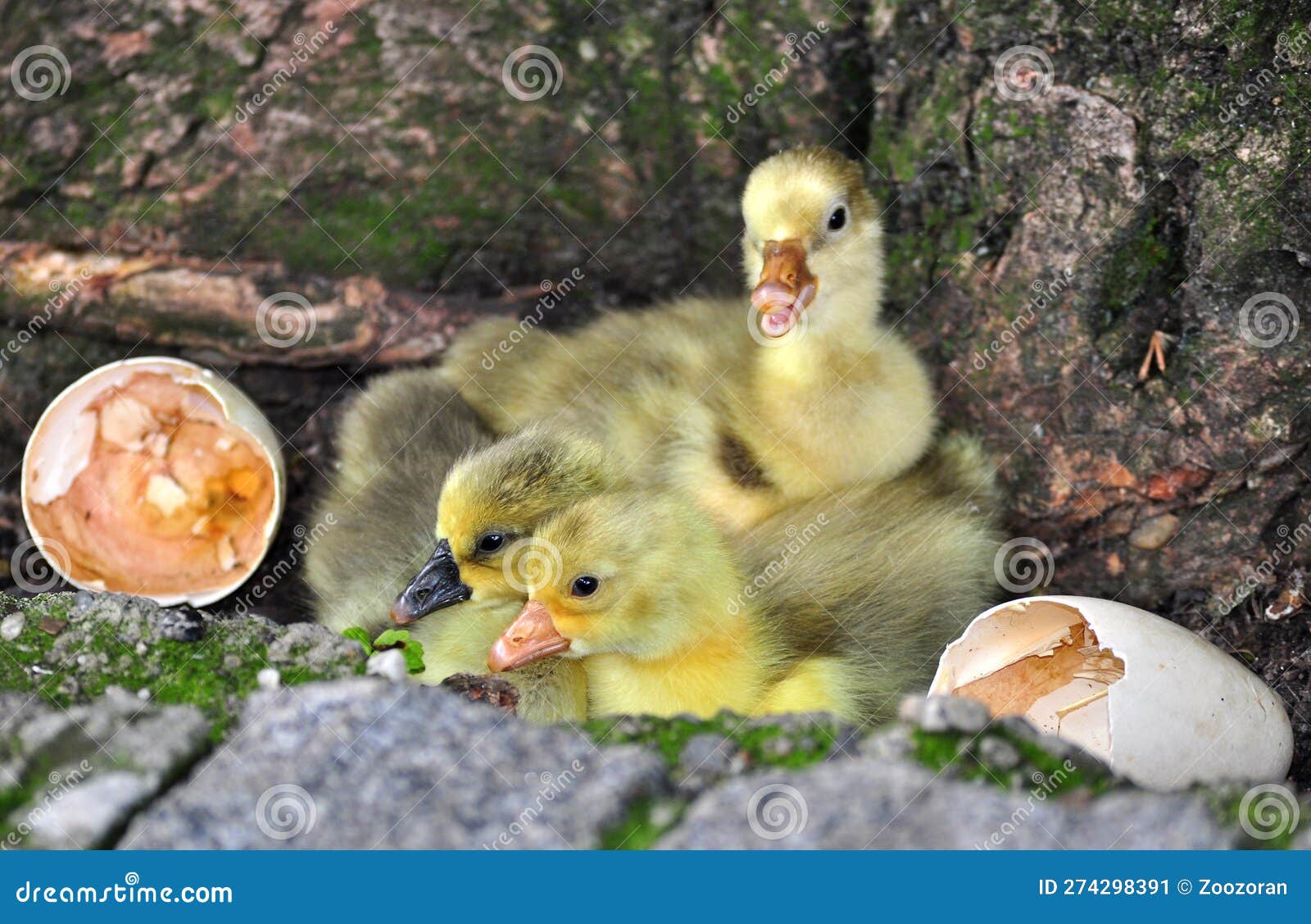 Baby geese stock image. Image of nature, hatched, wildlife - 274298391