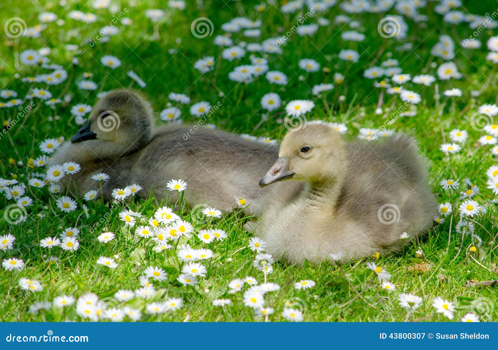 Baby Geese in a Field of Tiny Daisies Stock Image - Image of geese ...