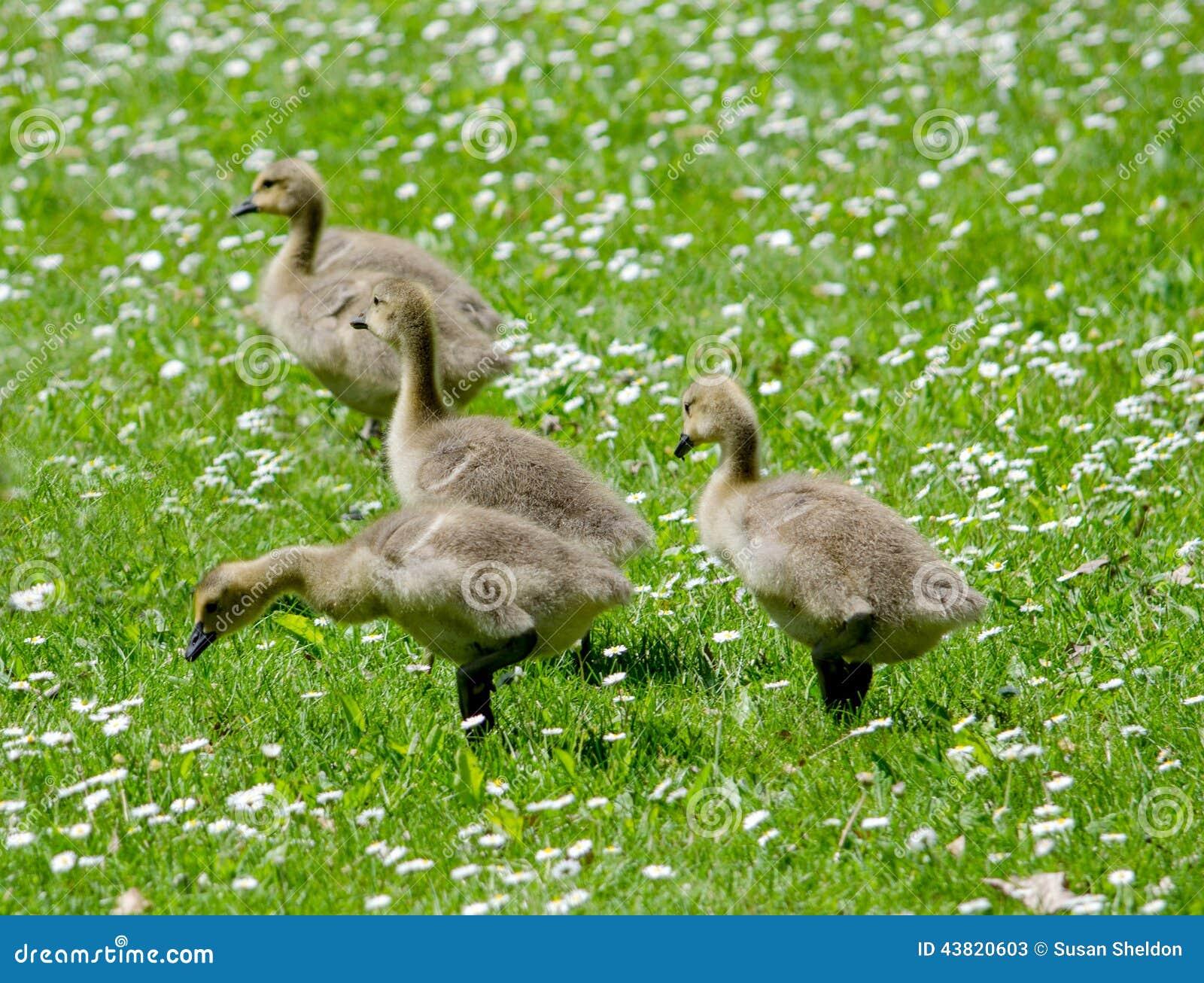 Baby Geese in a Field of White Stock Image - Image of play, spring ...