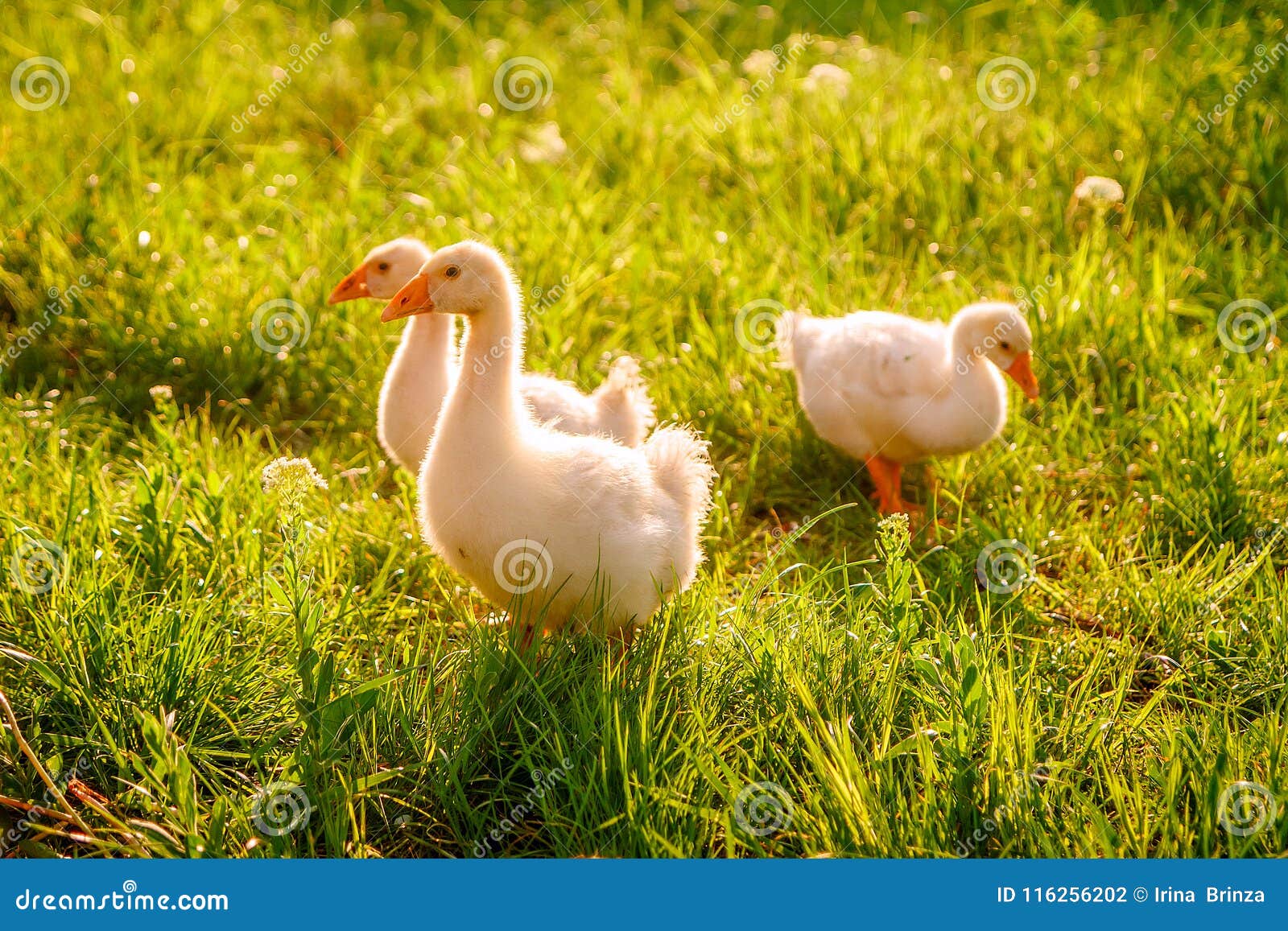 Kids Geese Graze in a Meadow Stock Photo - Image of fuzzy, chick: 116256202