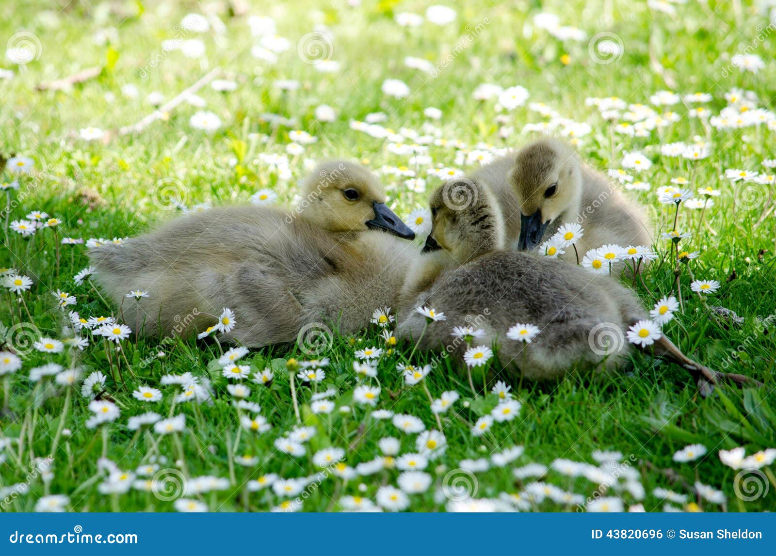 Baby geese stock photo. Image of geese, protective, wildlife - 43820696