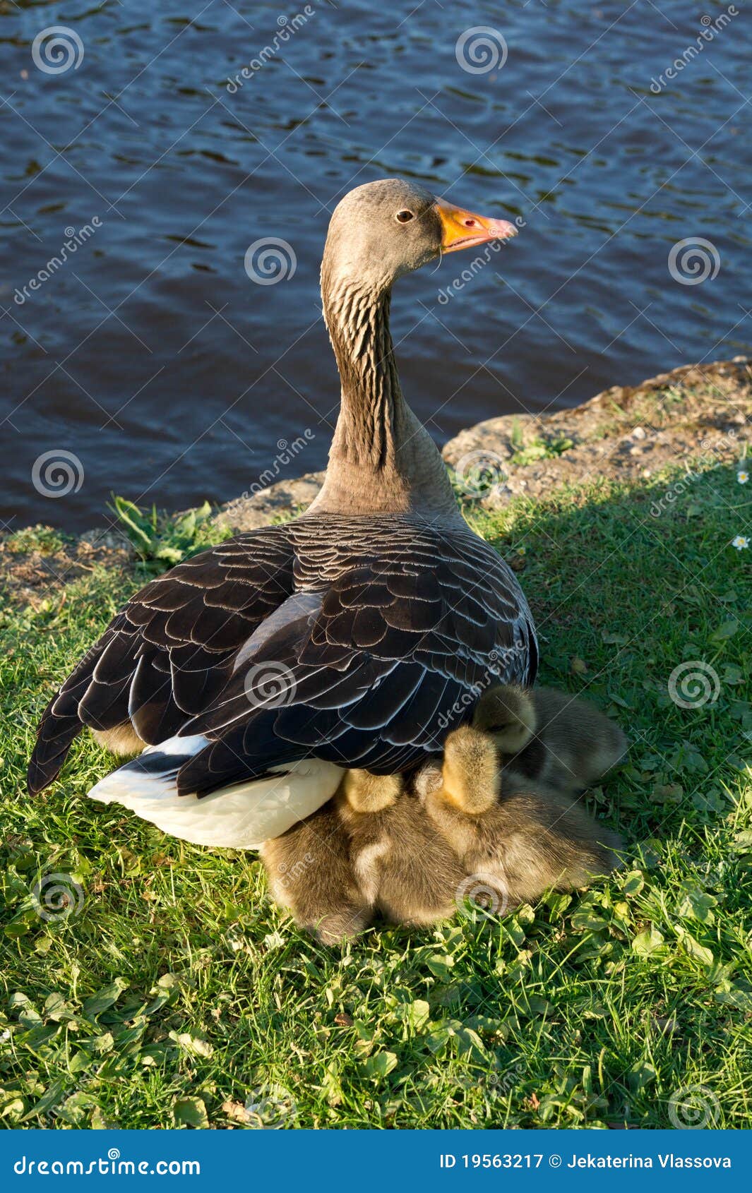 Baby Geese Under Mom S Wing Stock Image - Image of field, goose: 19563217
