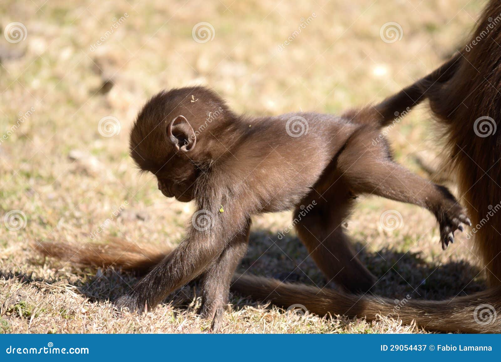 Baby gelada baboon stock image. Image of foreground, animals - 29054437