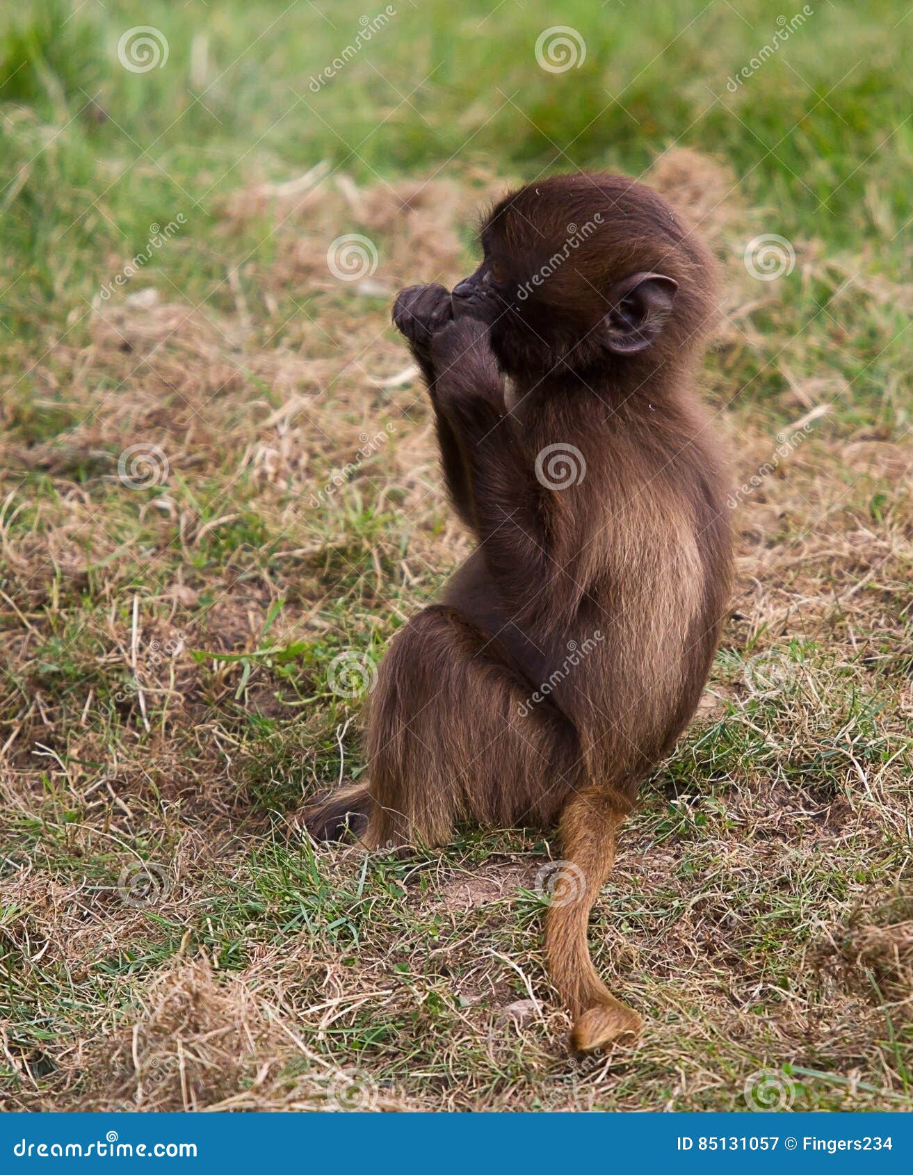 Baby Gelada Baboon stock image. Image of outdoors, ethiopia - 85131057