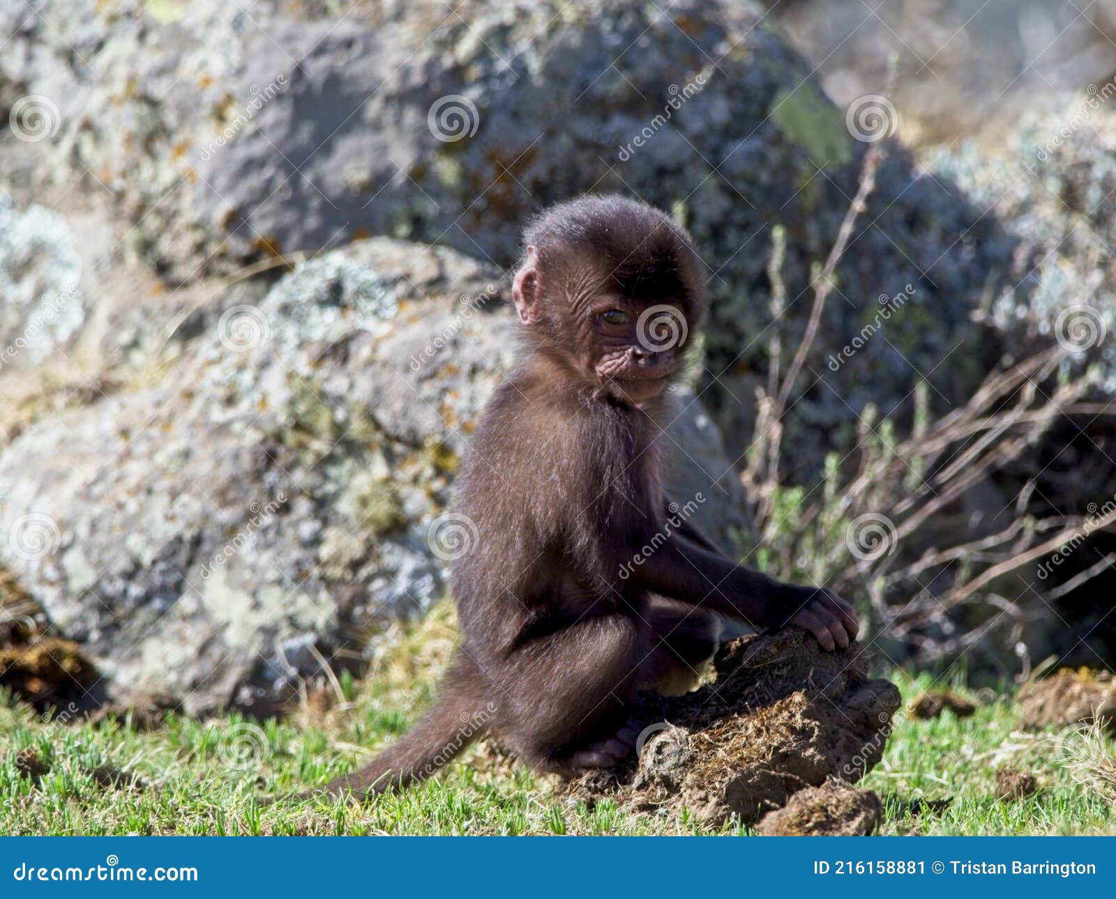 Baby Gelada Monkey Theropithecus Gelada Staring into Camera Semien ...