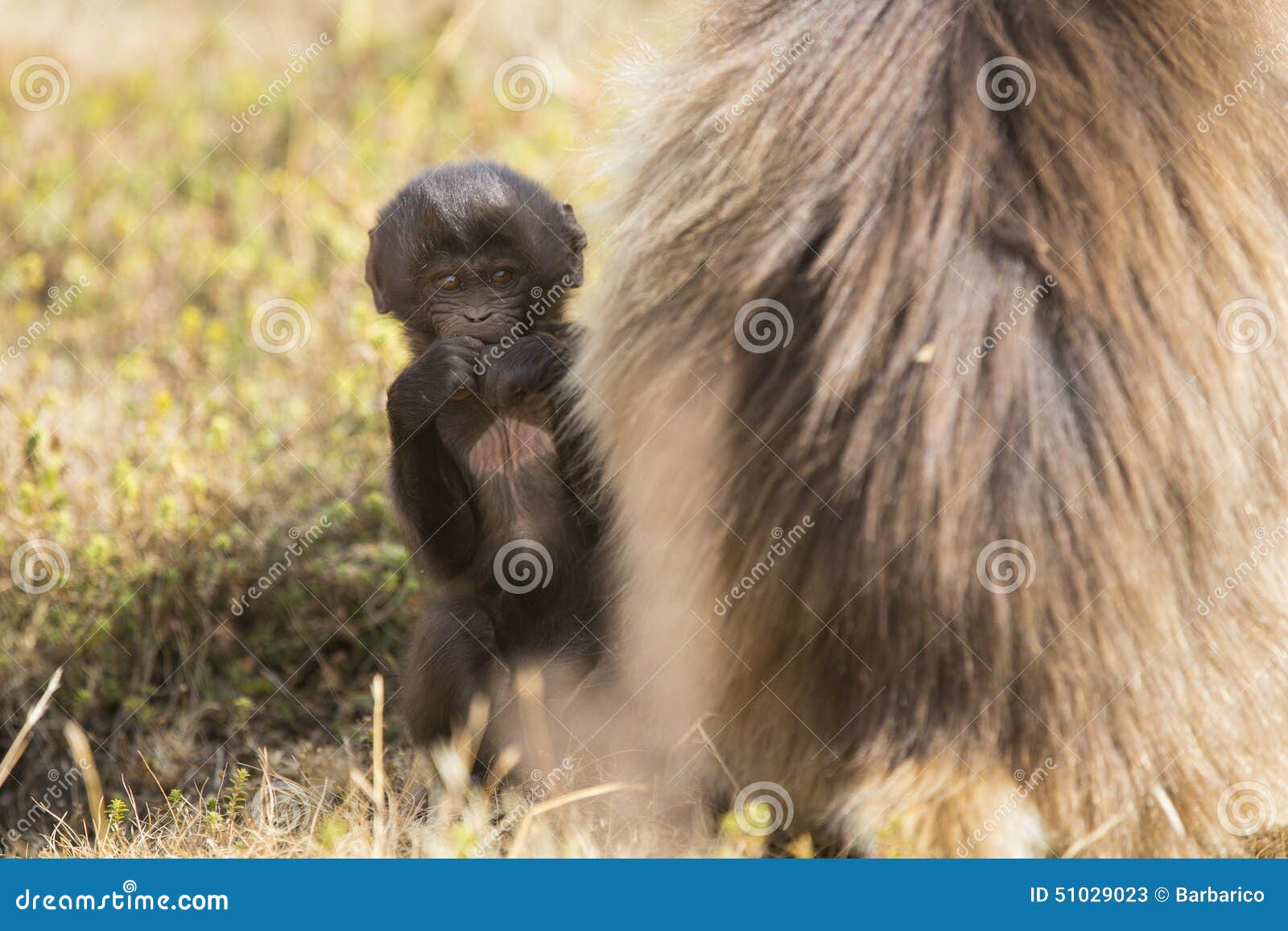 Baby Gelada Monkeys stock image. Image of gelada, simien - 51029023