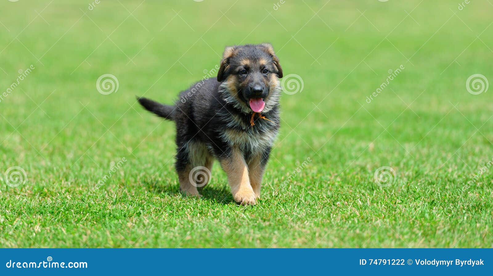 Baby German Shepherd stock photo. Image of outdoor, breed - 74791222