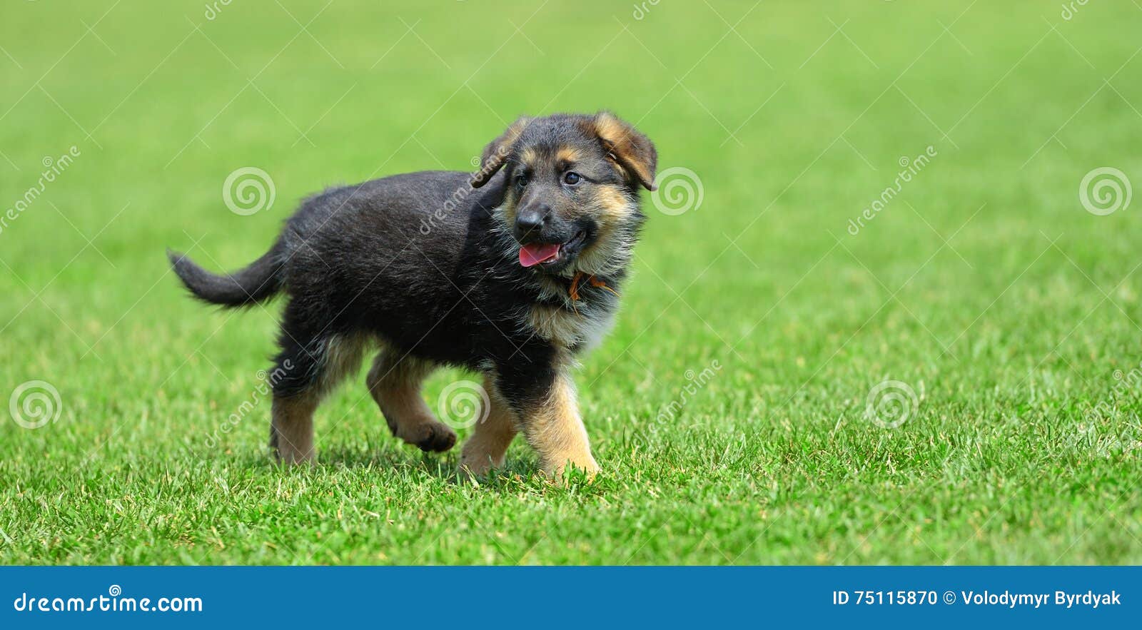 Baby German Shepherd stock photo. Image of mammal, doggy - 75115870