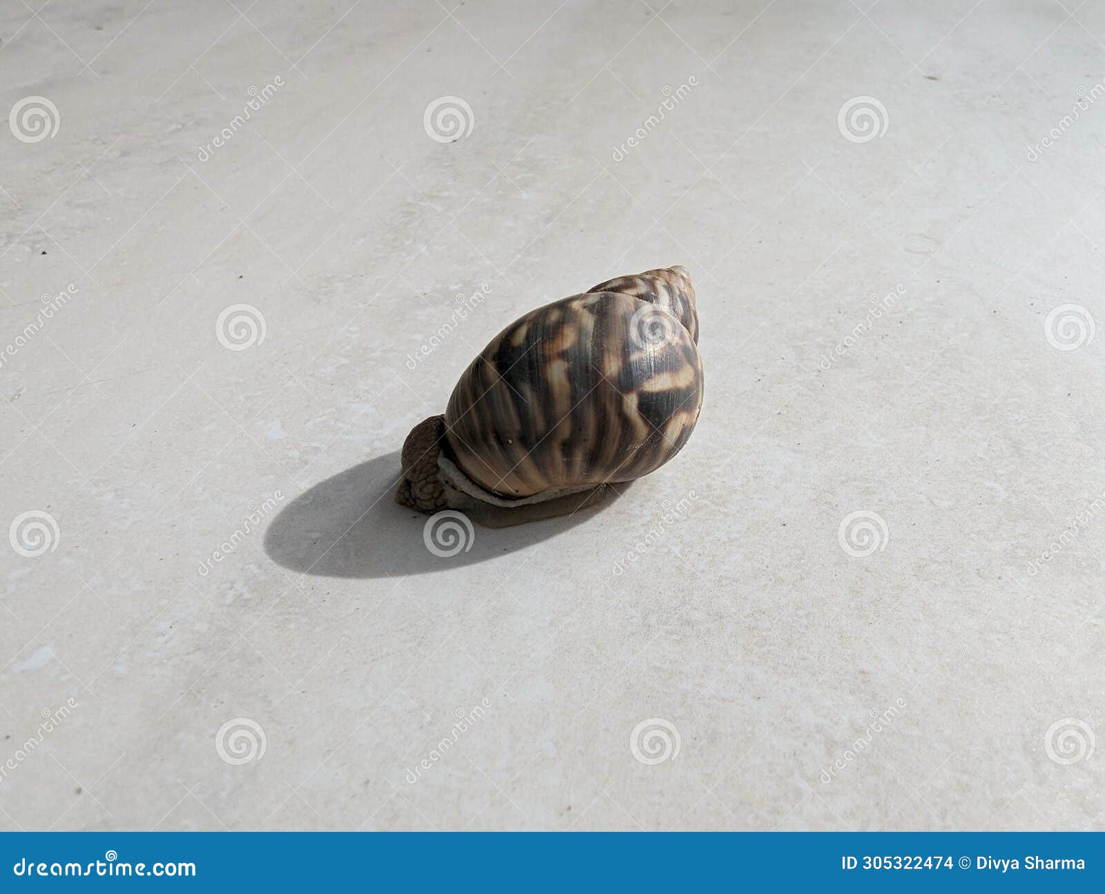 Baby Giant African Snail stock photo. Image of animal - 305322474