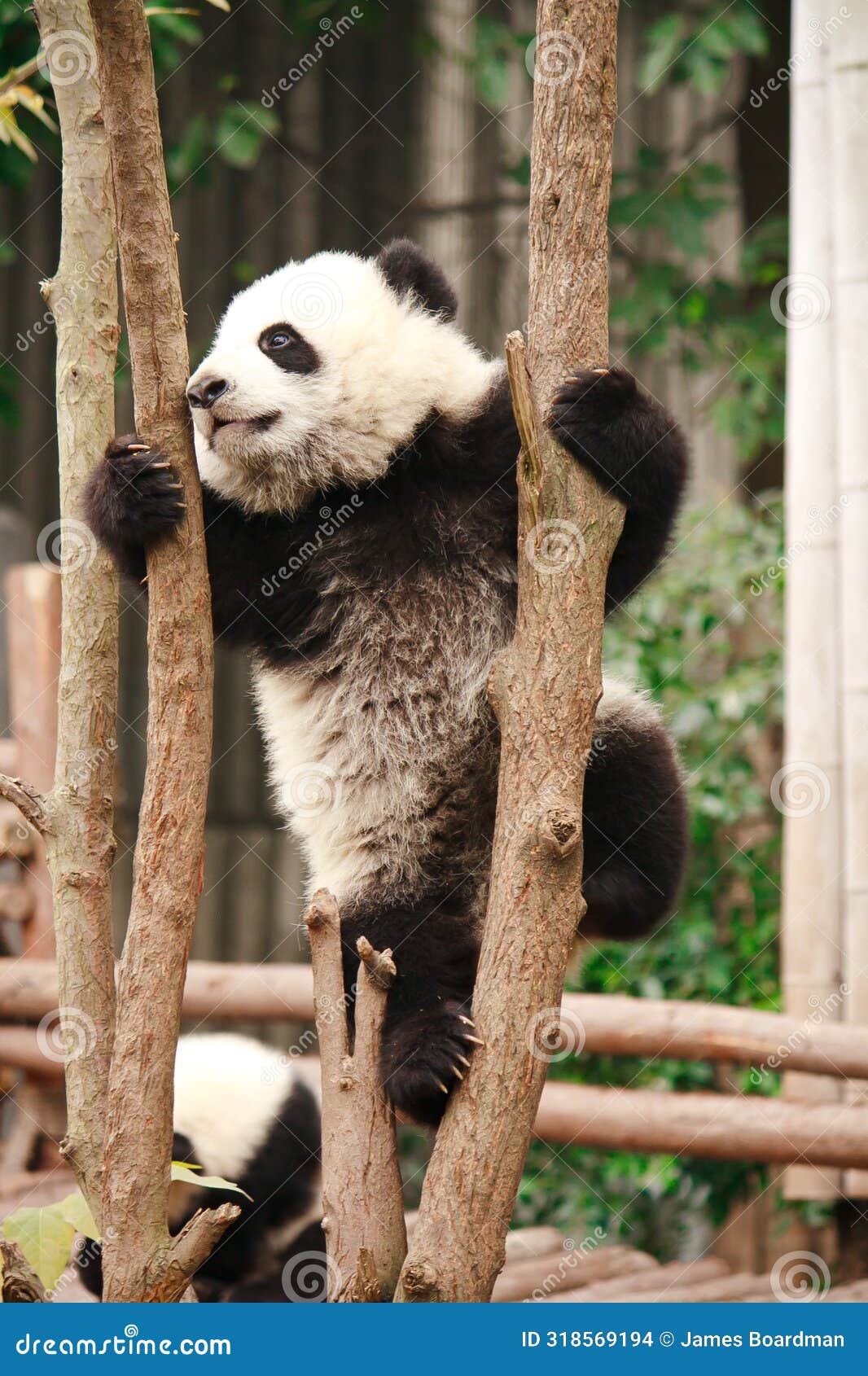 Baby of Giant panda bear stock photo. Image of giant - 318569194