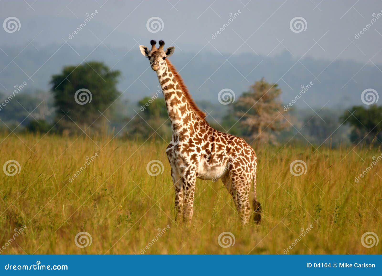 Baby Giraffe stock photo. Image of tanzania, head, look, neck - 4164